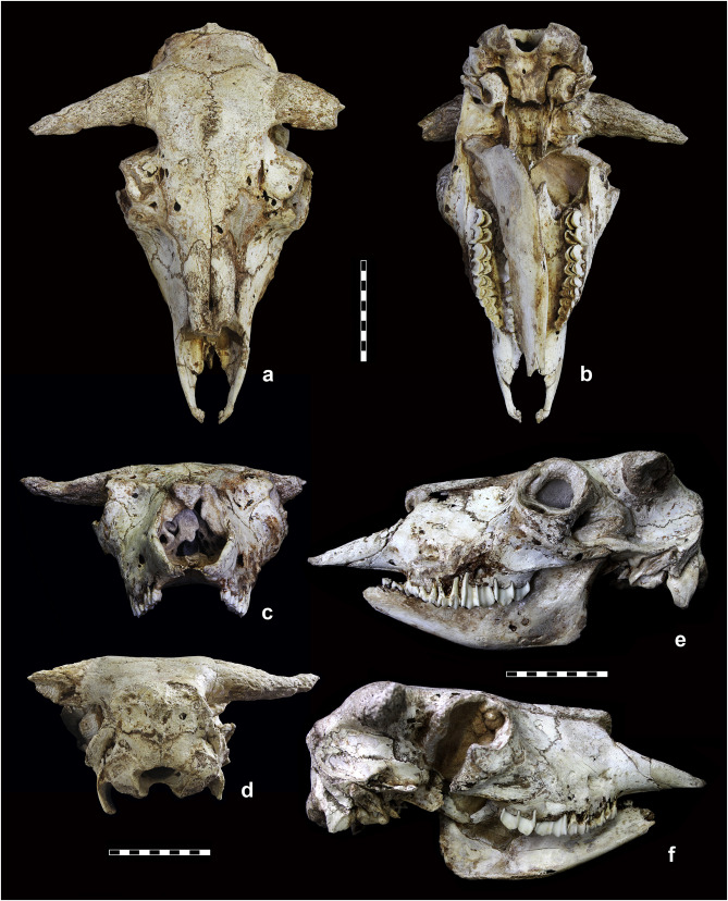 Bison tooth found under rare circumstances. - Page 2 - General Fossil ...