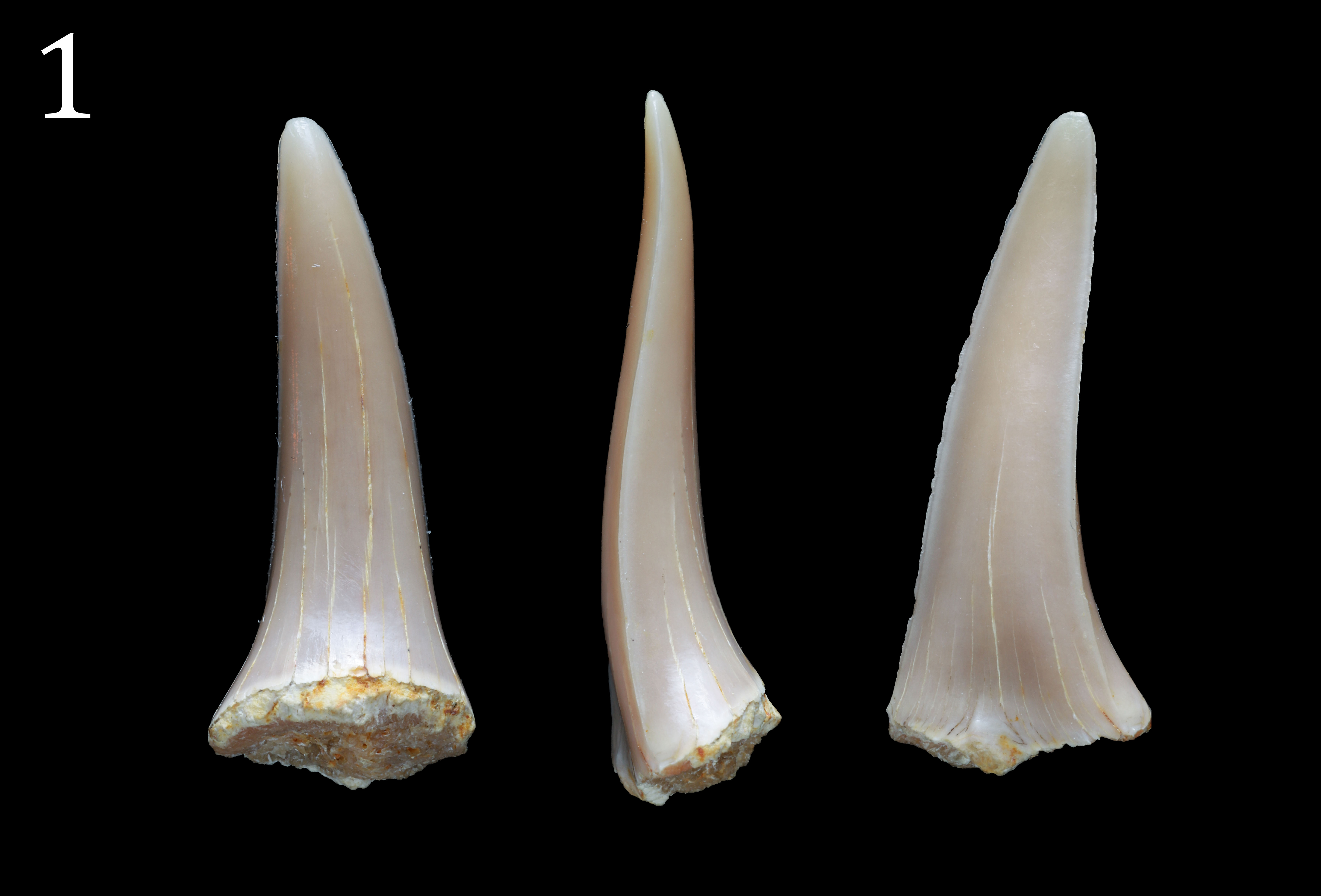 Miocene Shark Teeth, Poland - Fossil ID - The Fossil Forum
