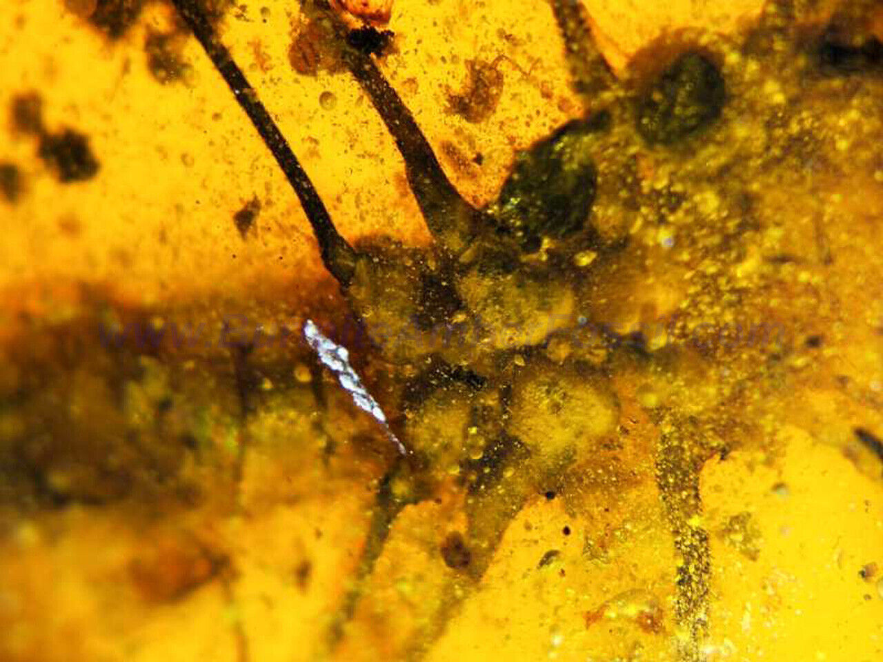 Extinct Big Water Predator Insect, Chresmodid, in Burmite? - General ...