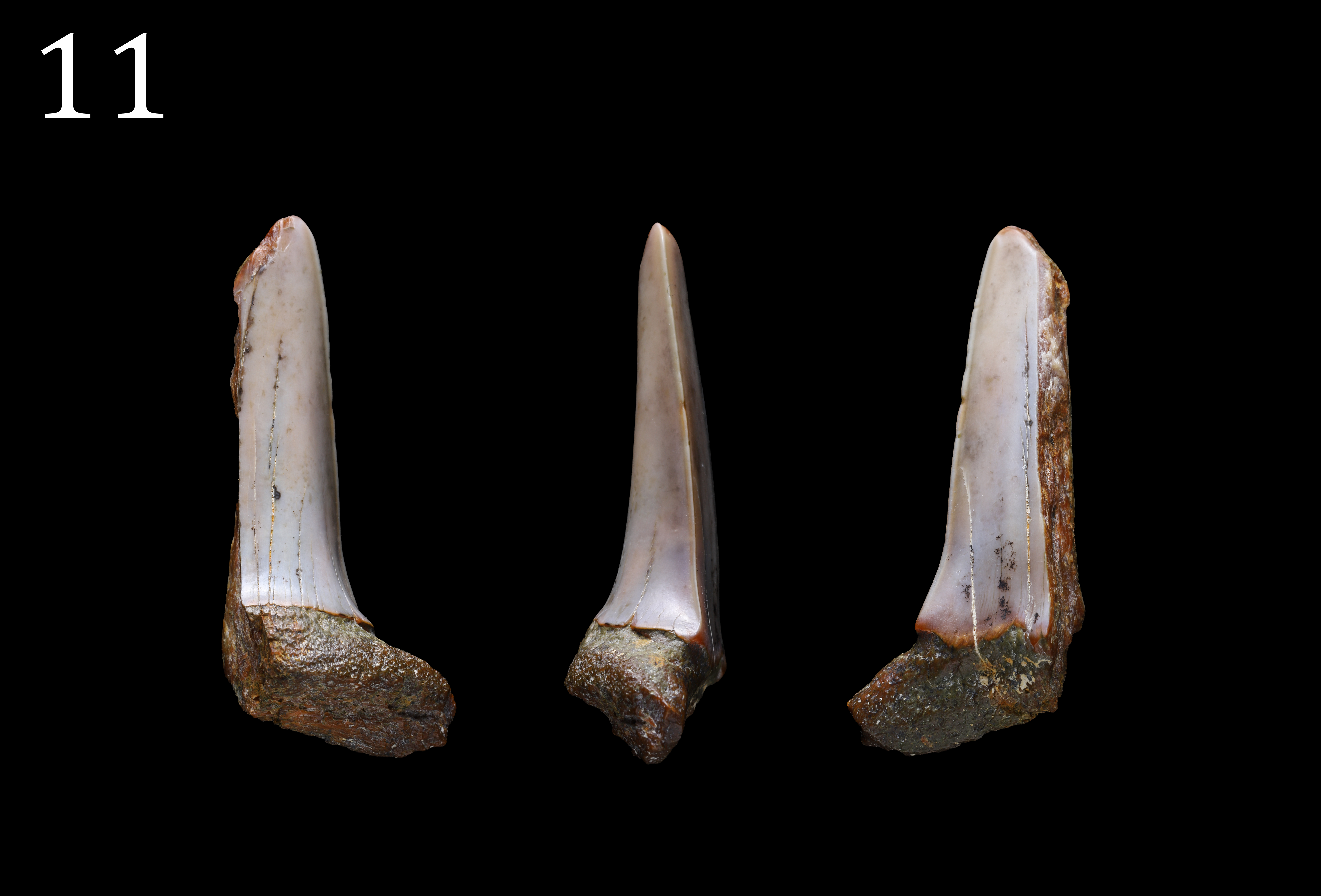 Miocene Shark Teeth, Poland - Fossil ID - The Fossil Forum