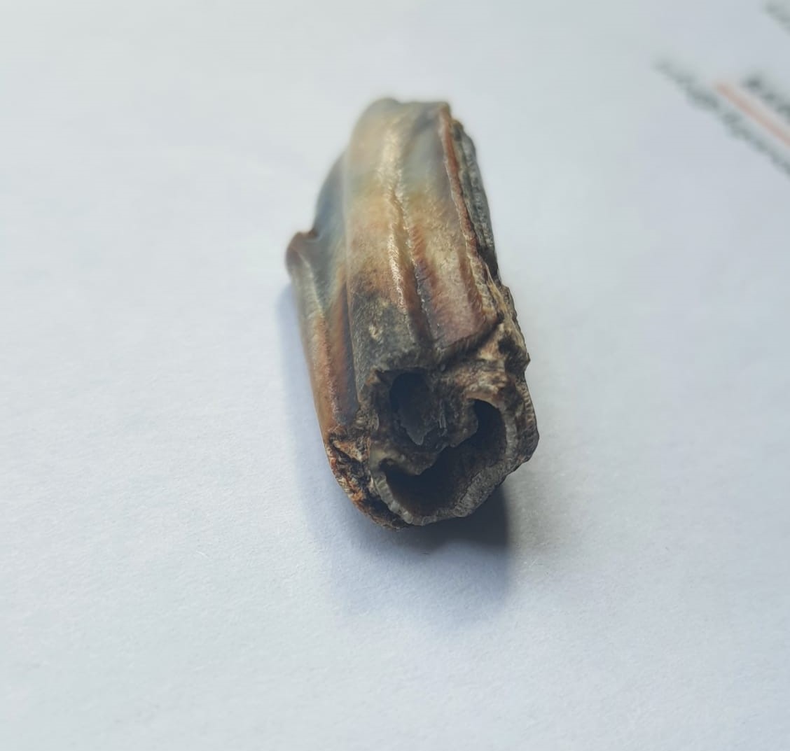 Fossil found in rubble pile, the Netherlands - Fossil ID - The Fossil Forum