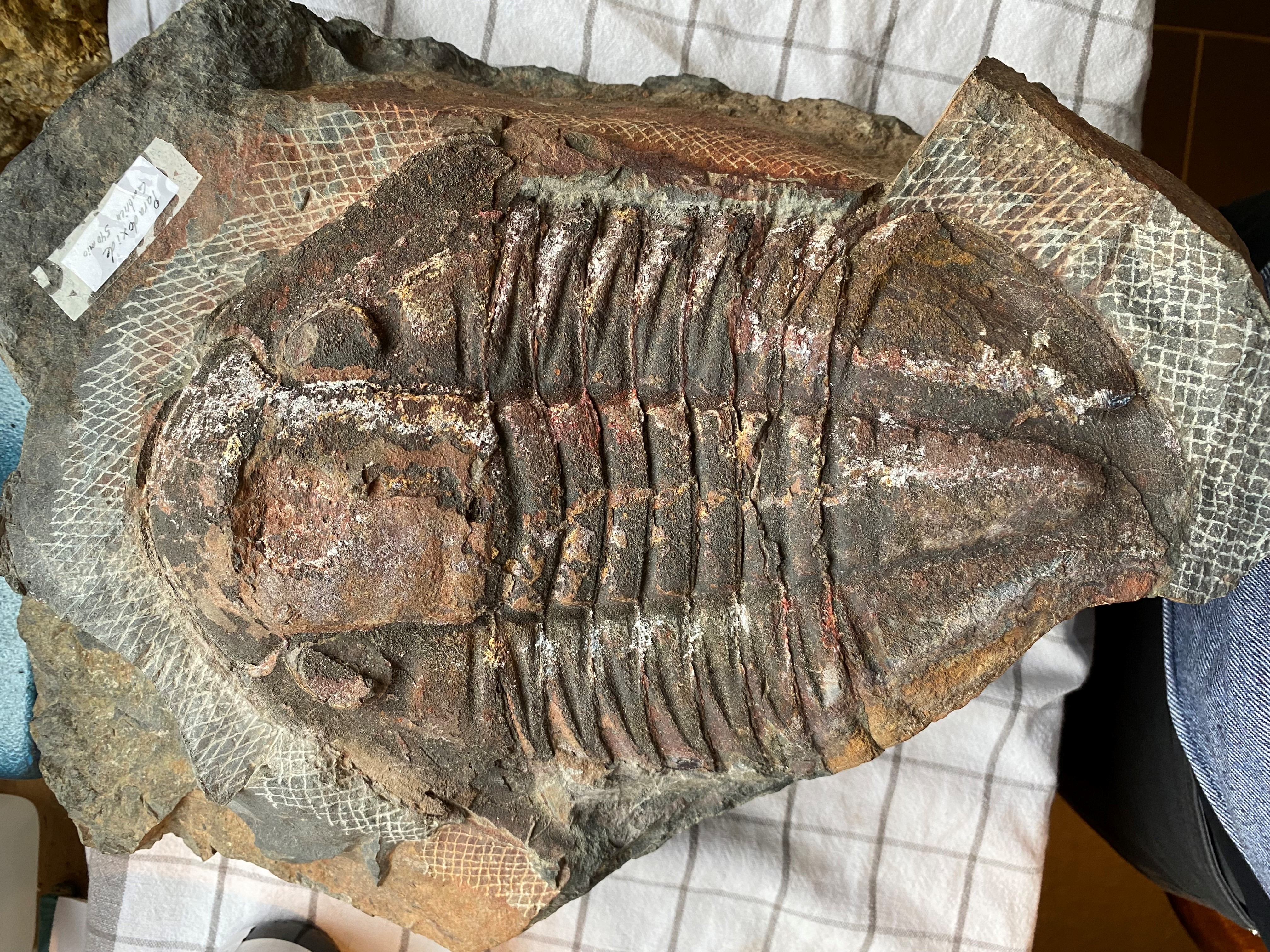 white stains on Trilobite - General Fossil Discussion - The Fossil Forum