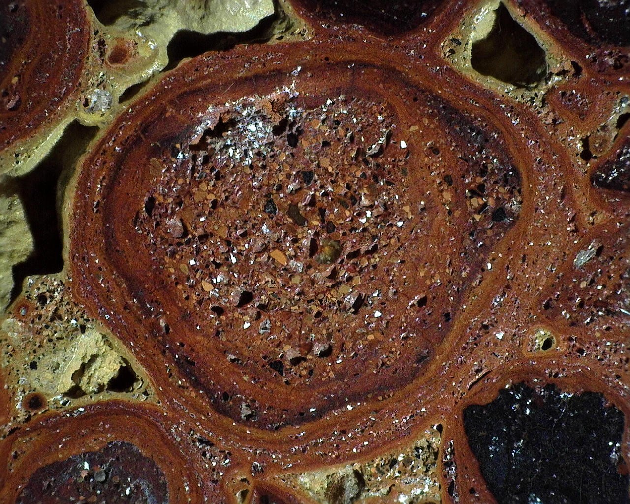 Biominerals (Picture/Memory Very High) - General Fossil Discussion ...