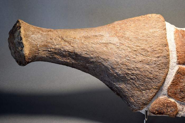 It is a humerus bone of Plesiosaurus ? - Is It Real? How to Recognize ...