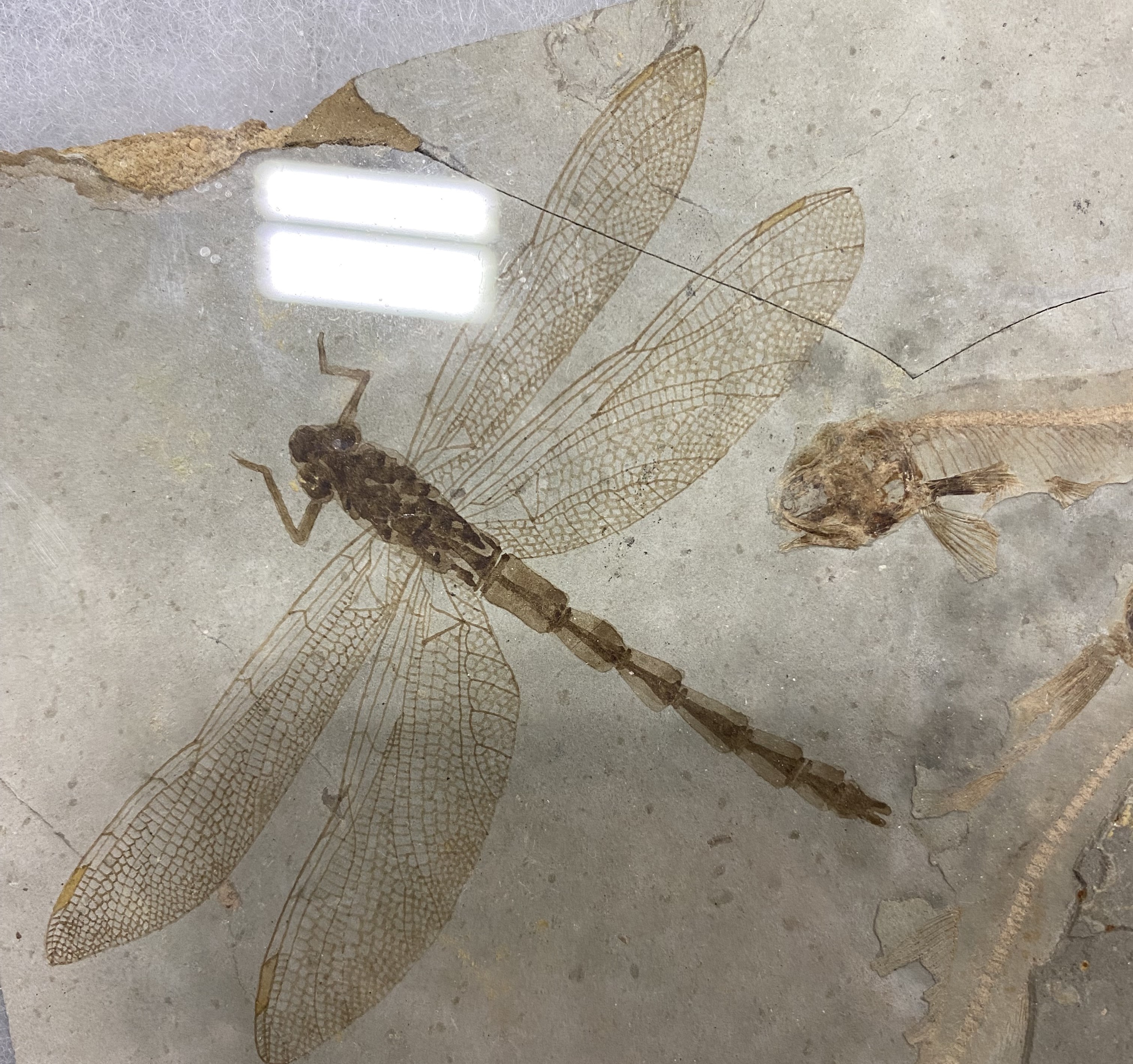 Fake Cretaceous Insect Fossils from China are now on sale at a show ...