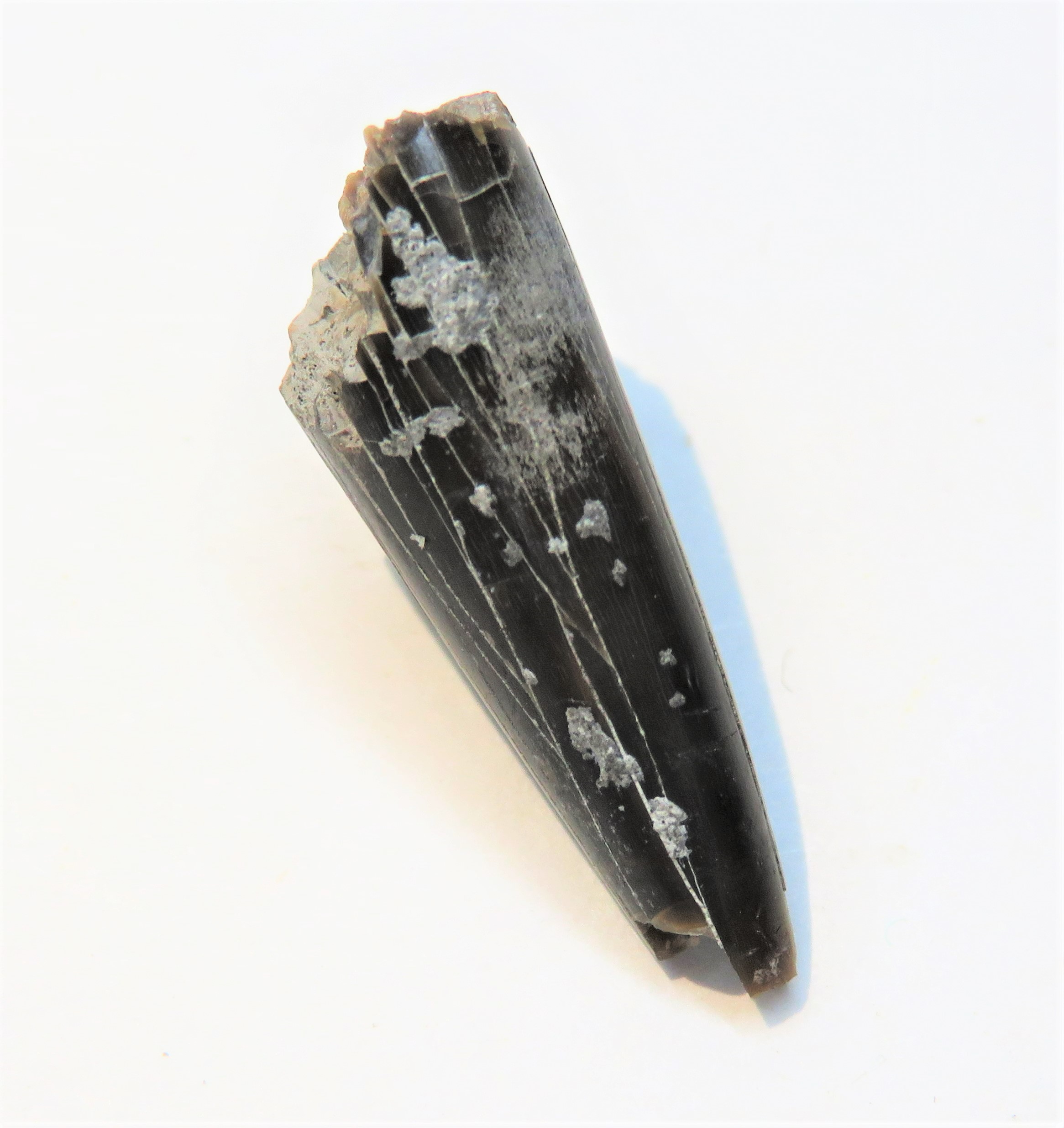 Fossil Goal Achieved! Plesiosaur Tooth! Ash Grove Quarry Field Trip ...