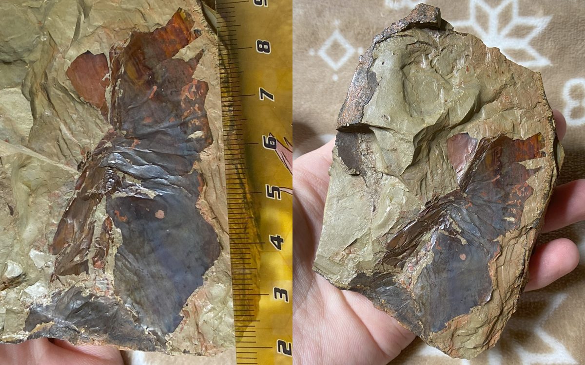 Chinese Eurypterid? - Fossil ID - The Fossil Forum