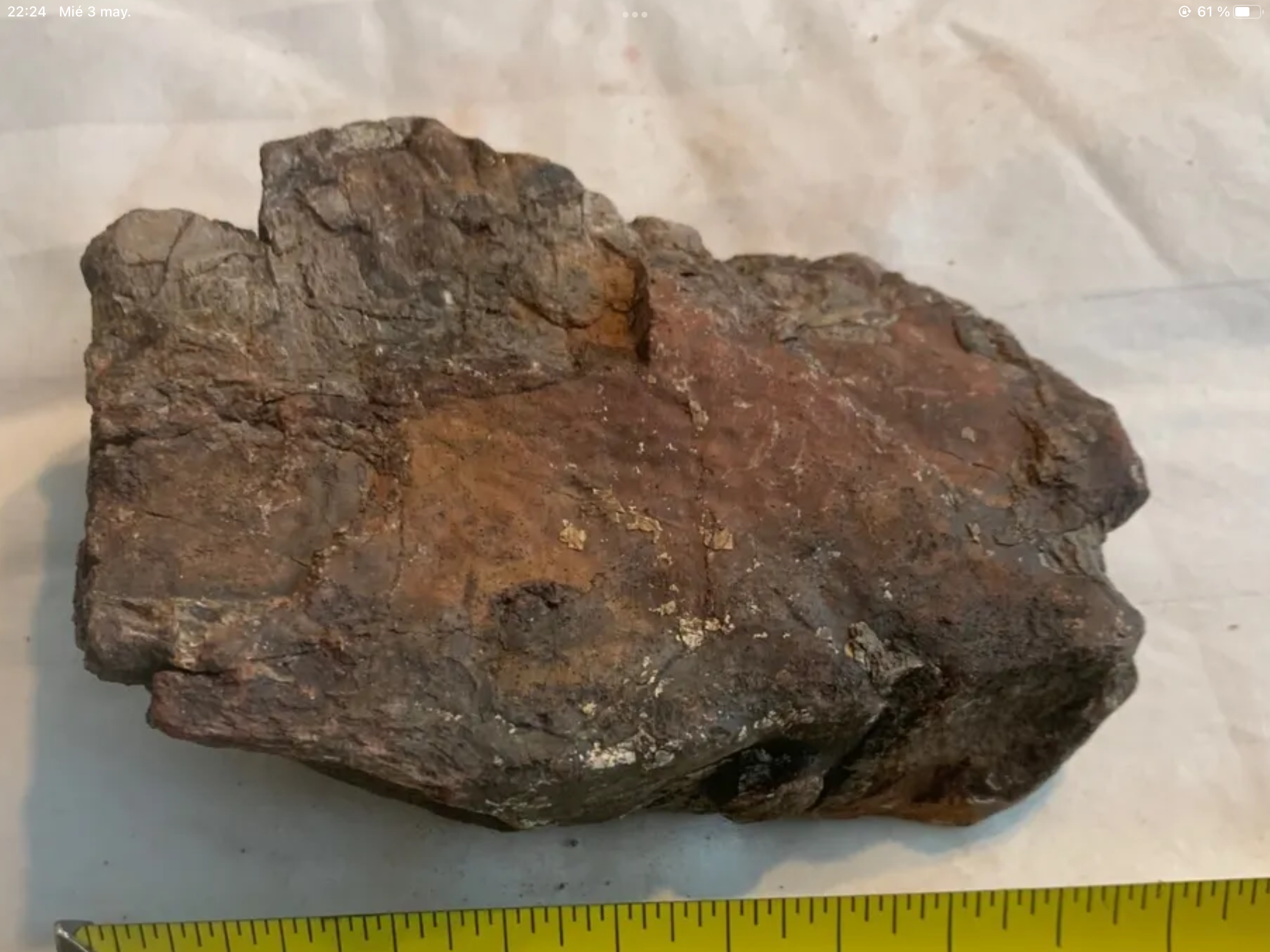 Allosaurus ribs or not? - Fossil ID - The Fossil Forum