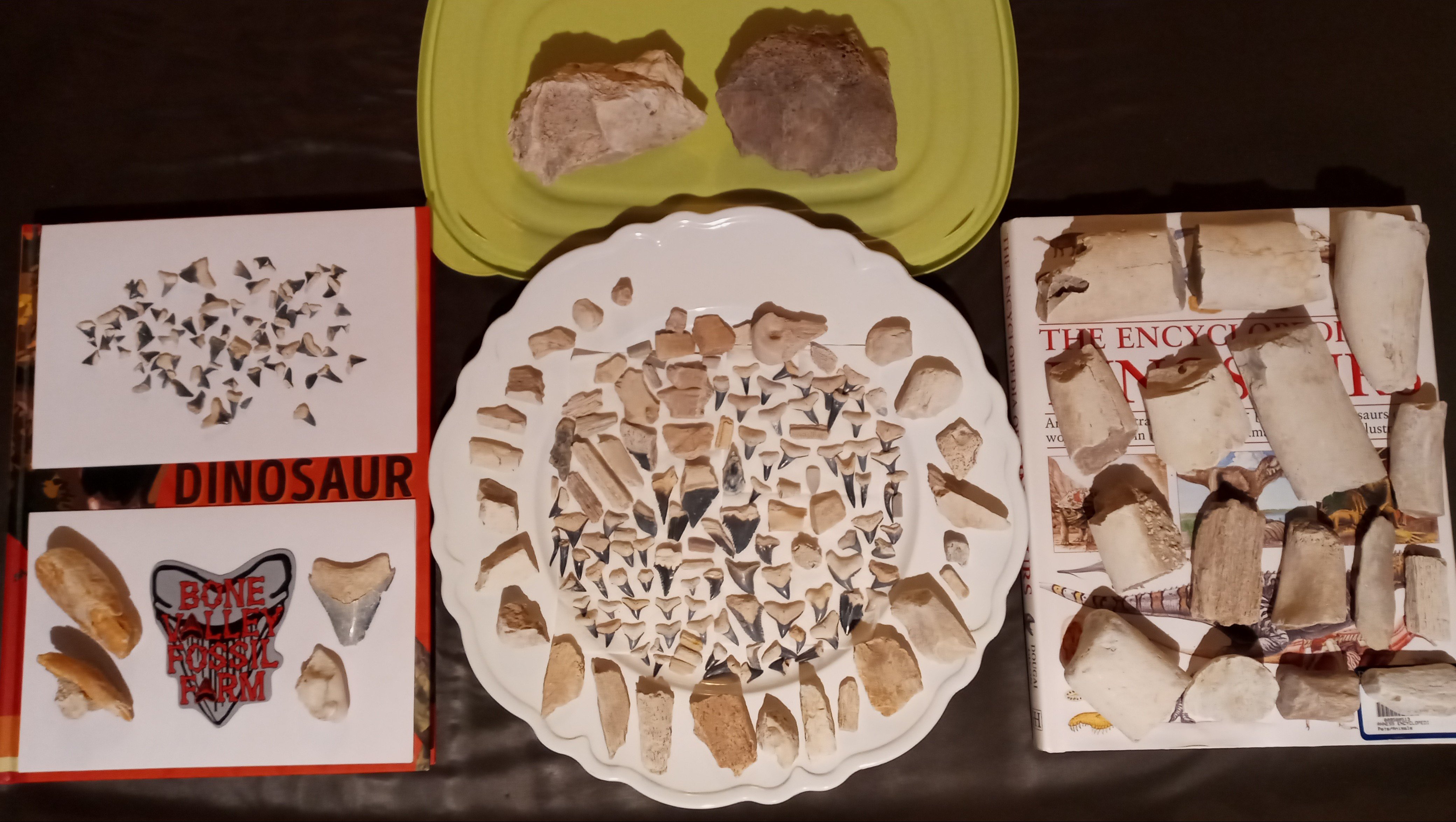 Recent Trip to the Bone Valley Fossil Farm, in Bowling Green, Florida ...
