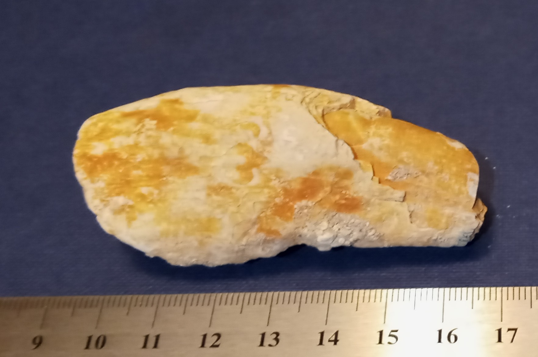 Bone Valley Fossils from Bowling Green, FL - Fossil ID - The Fossil Forum