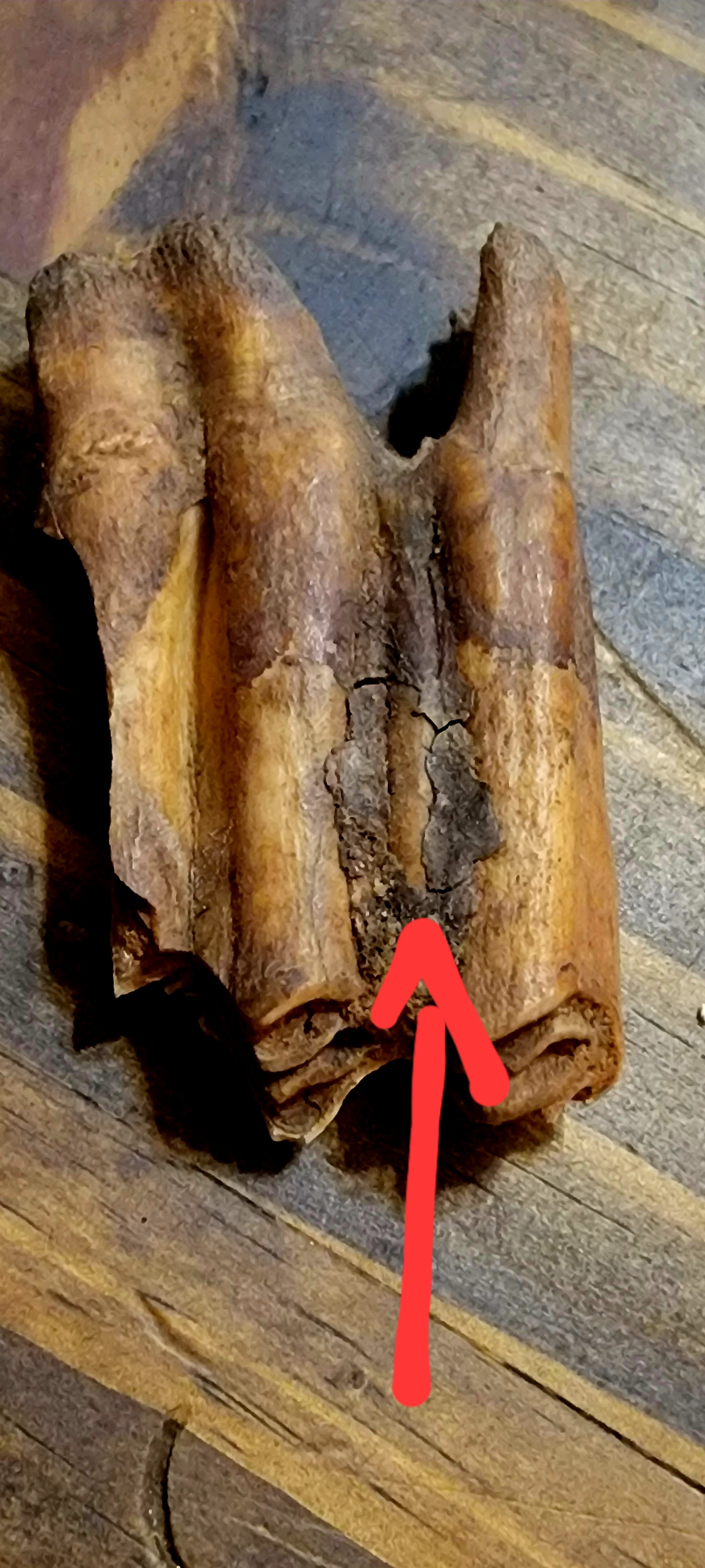 Bison tooth found under rare circumstances. - General Fossil Discussion ...