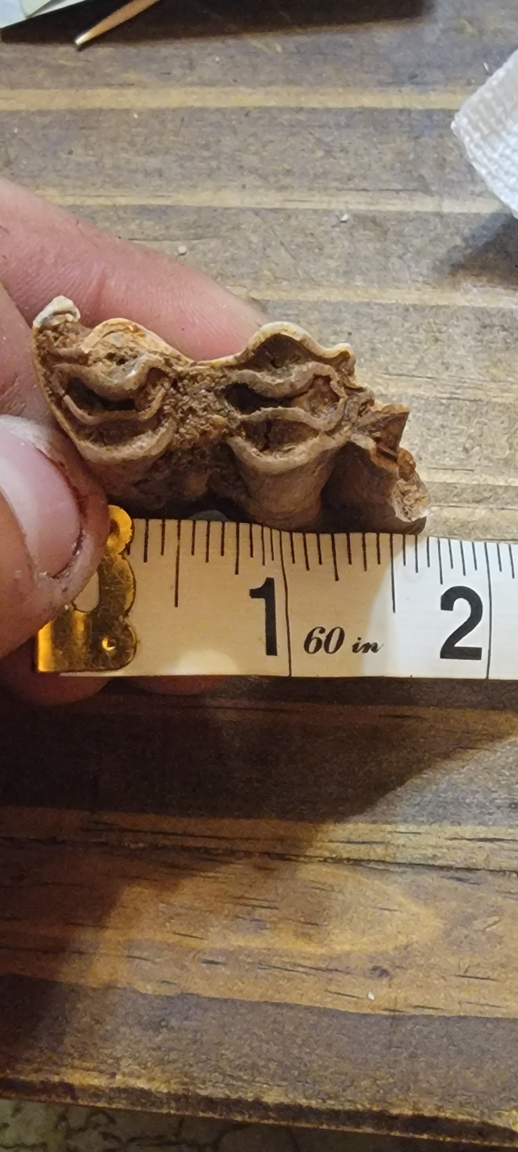 Bison tooth found under rare circumstances. - General Fossil Discussion ...