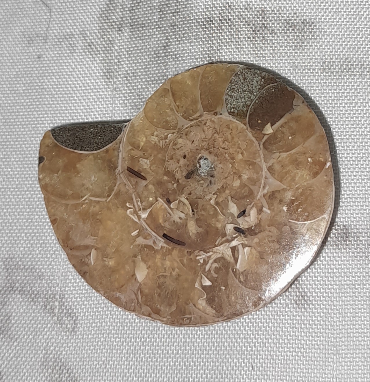 Ammonites - Is It Real? How to Recognize Fossil Fabrications - The ...