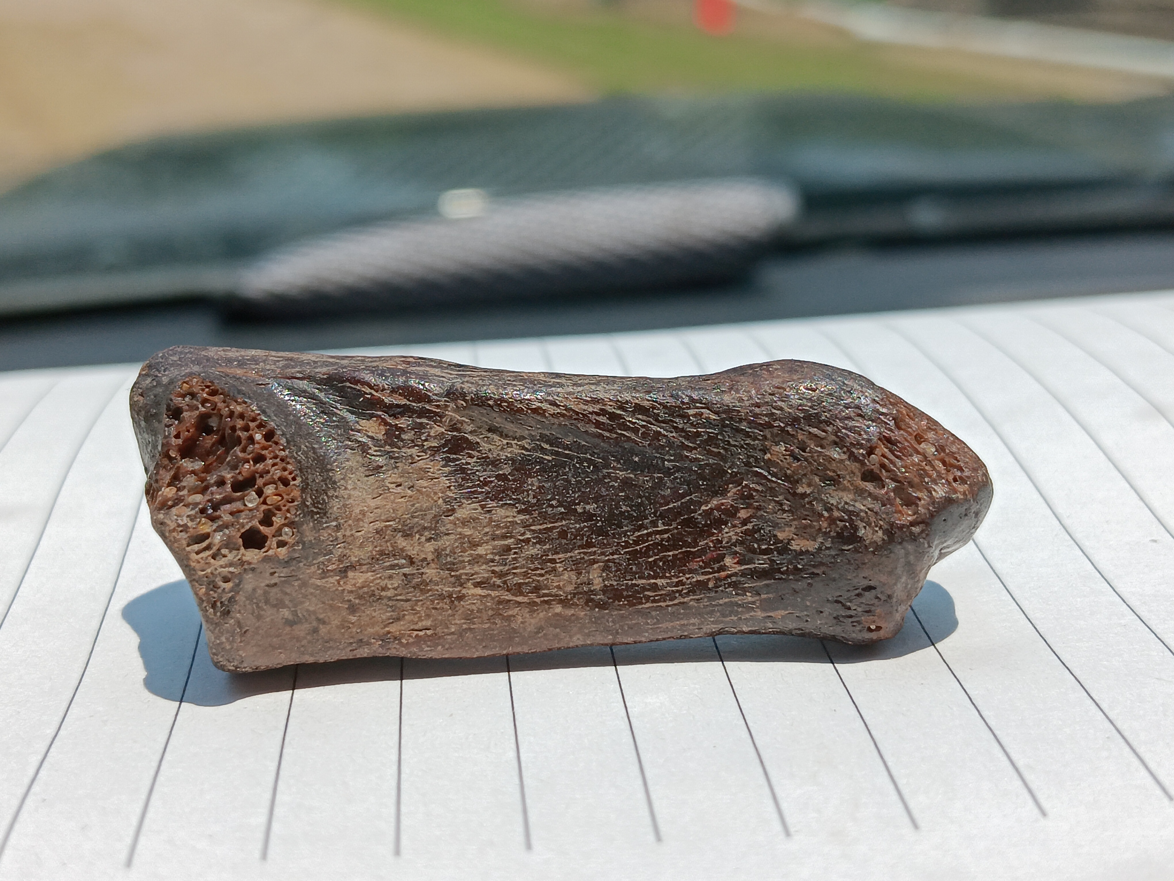 SE Texas - Toe bone (phalanx) to what? - Fossil ID - The Fossil Forum