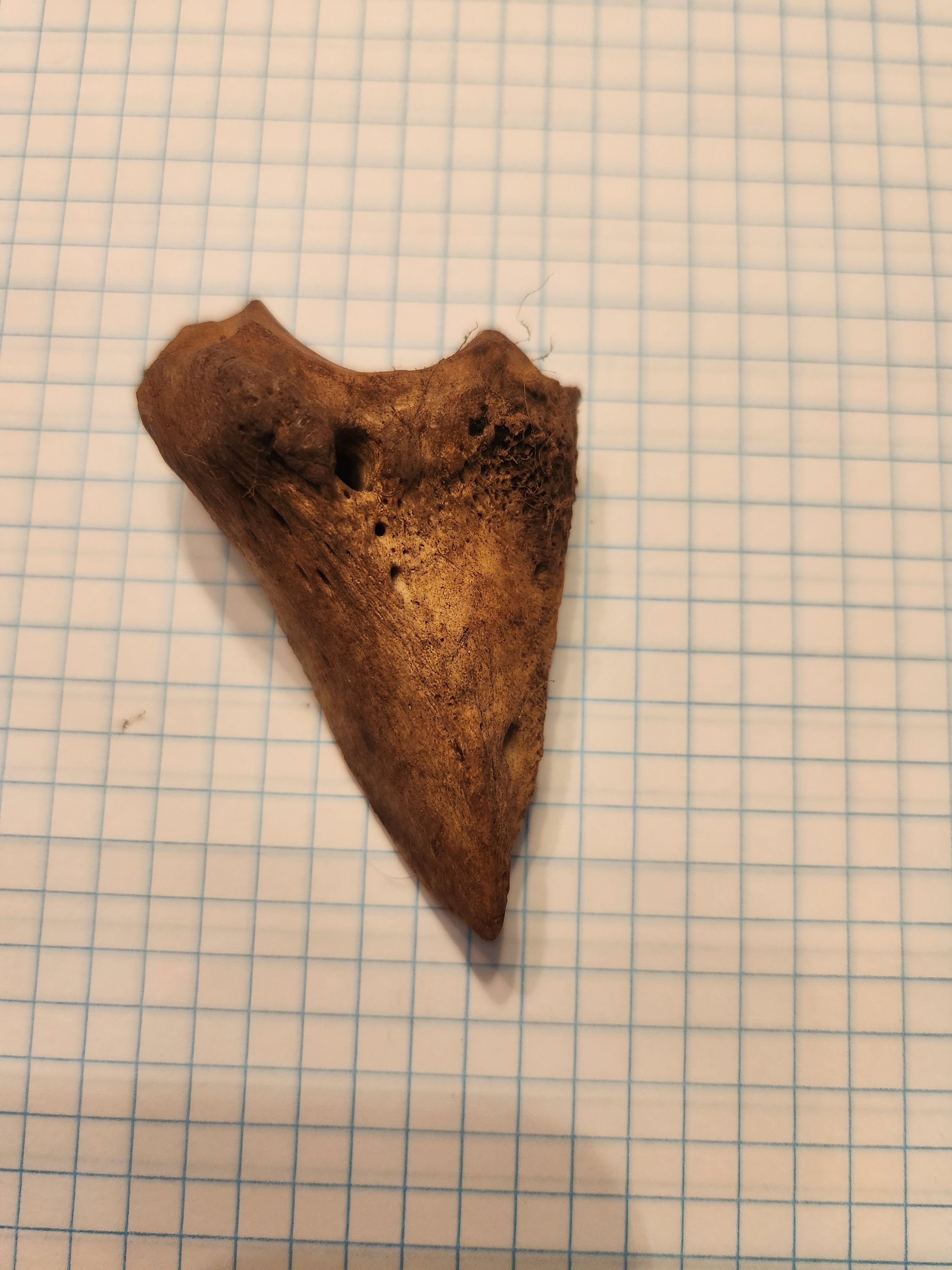 Tooth Identification - Fossil ID - The Fossil Forum