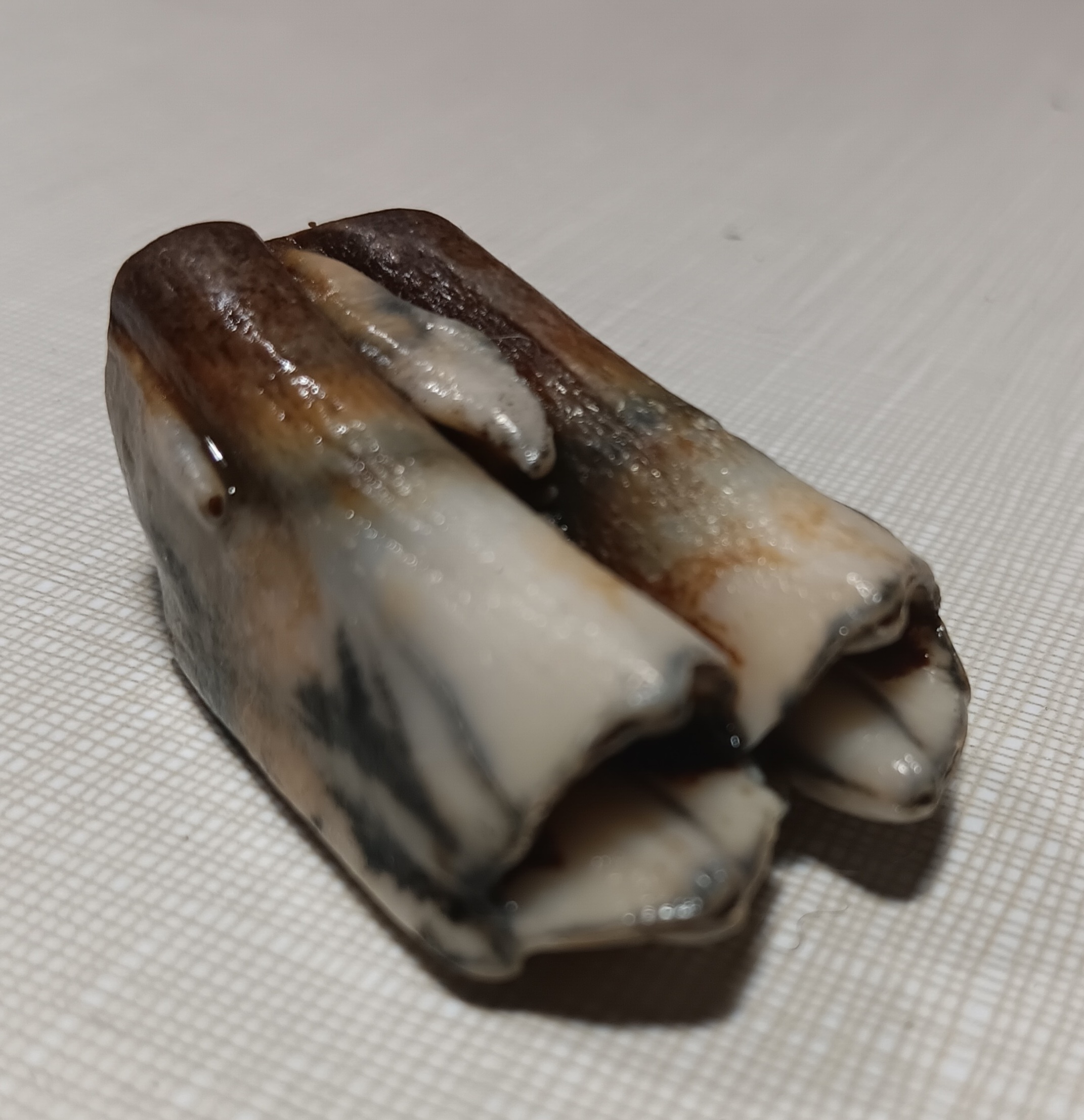 SE Texas - Bos/Bison/Camelid tooth - Fossil ID - The Fossil Forum
