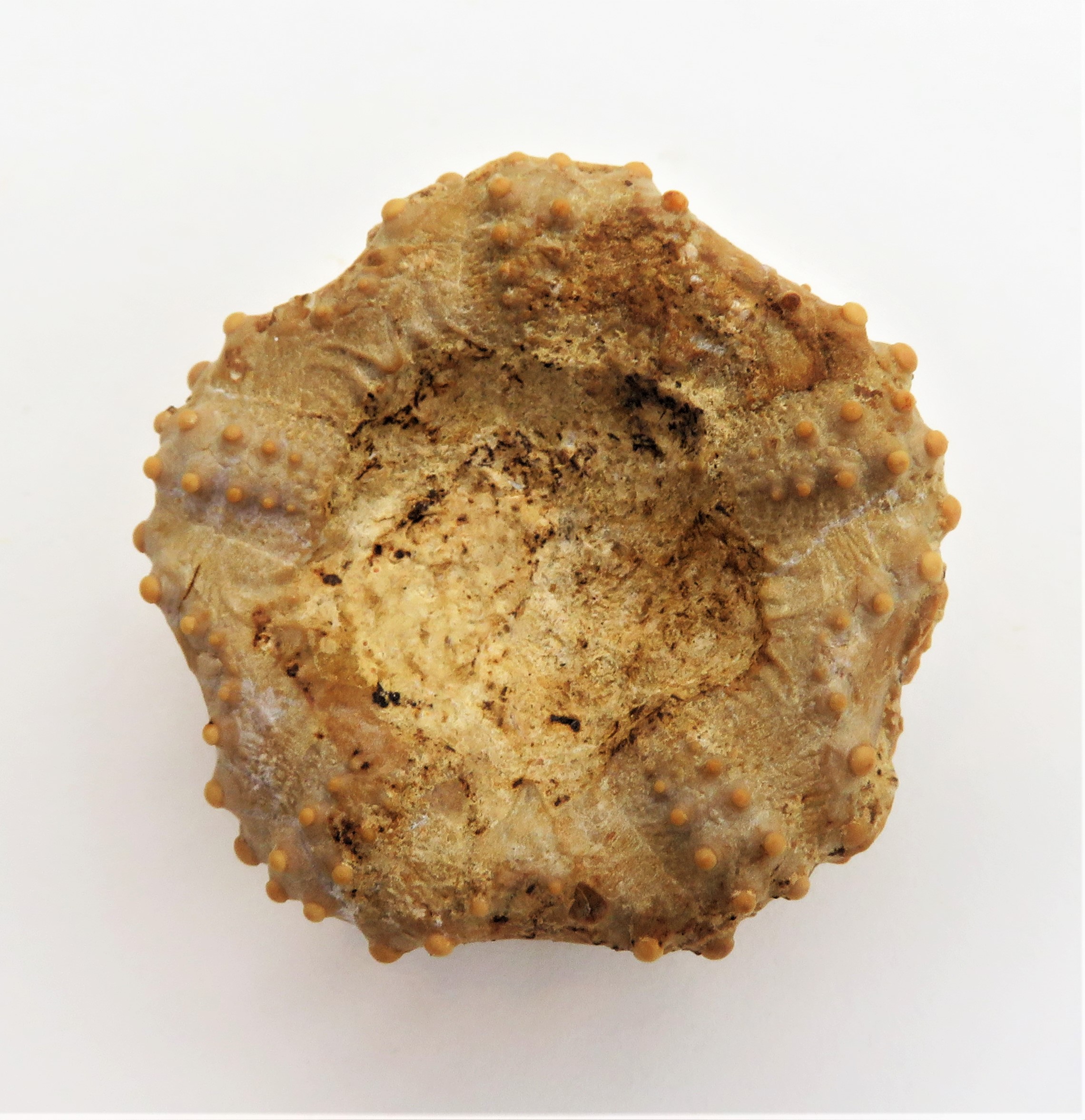 Echies of Texas (found a few more!) - Fossil Hunting Trips - The Fossil ...