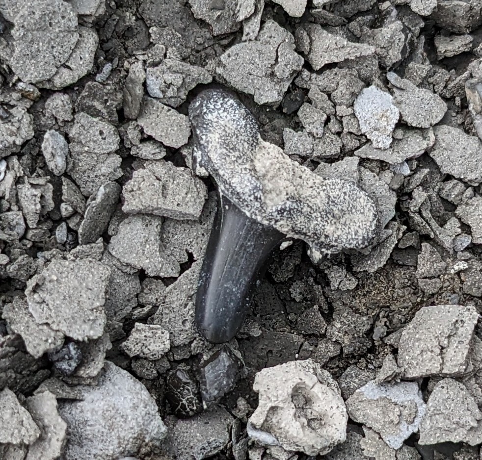 Fossil Goal Achieved! Plesiosaur Tooth! Ash Grove Quarry Field Trip ...