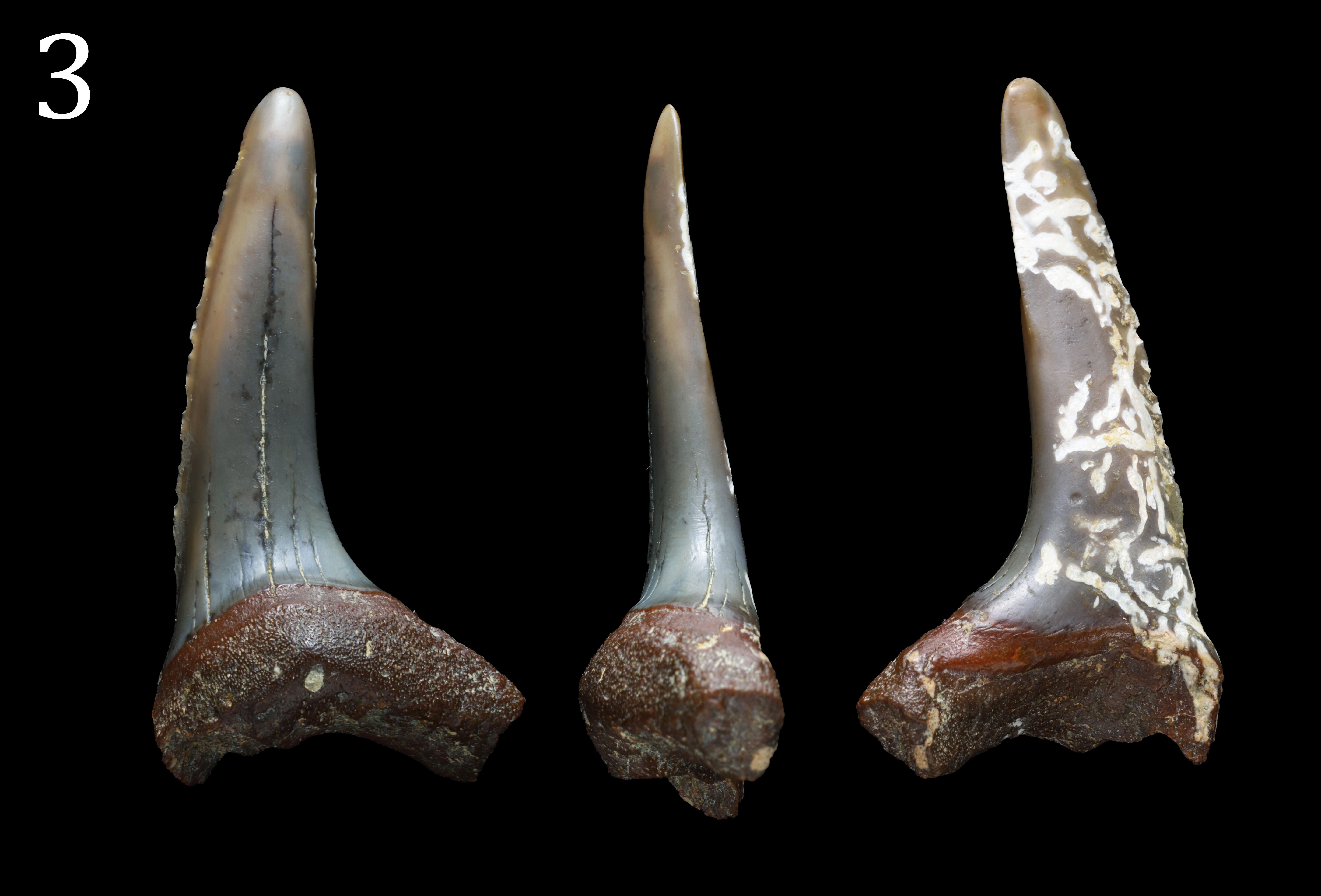 Miocene Shark Teeth, Poland - Fossil ID - The Fossil Forum