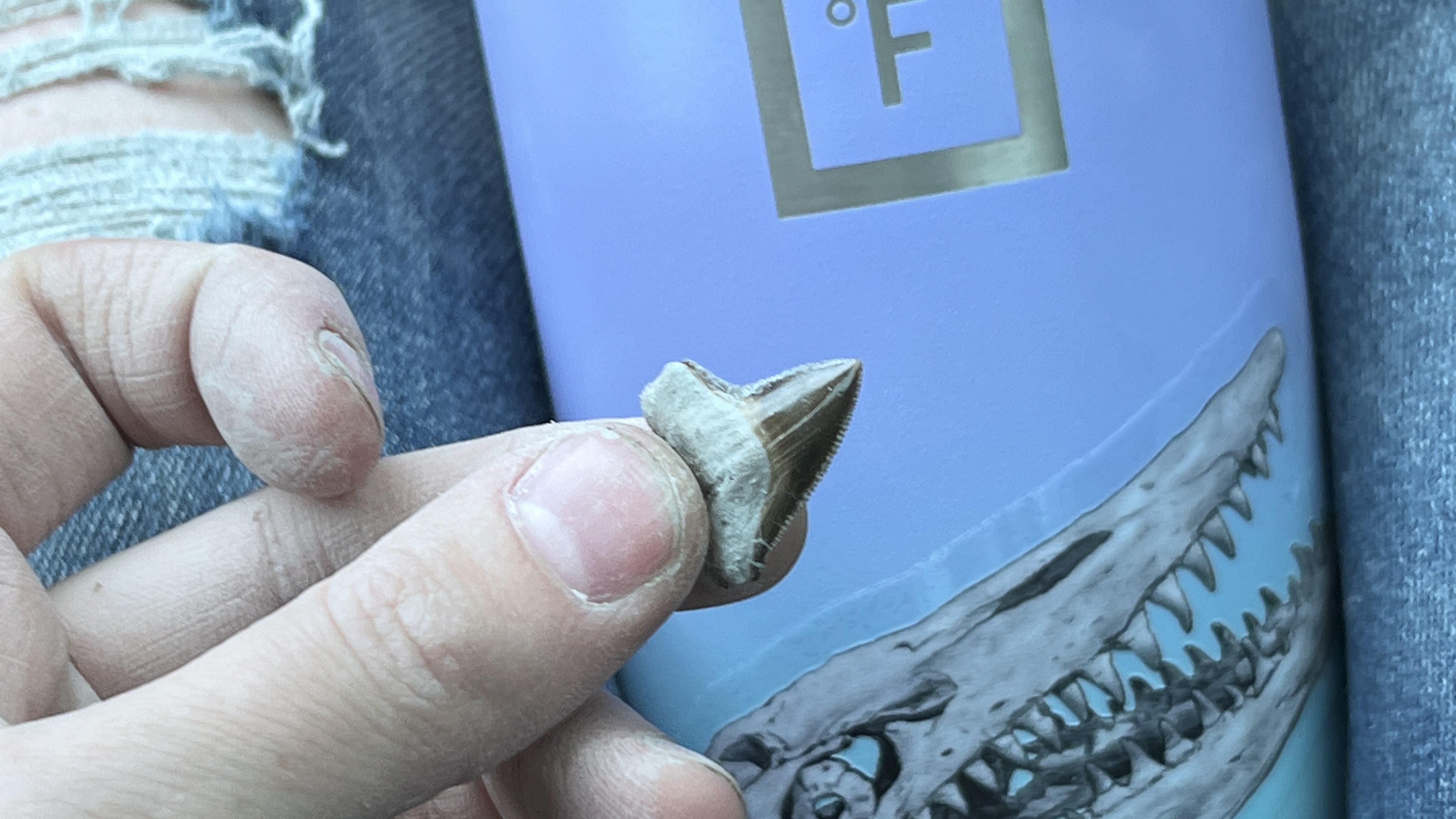 Ash Grove Quarry, Midlothian Texas Sharks Teeth Trip - Fossil Hunting ...