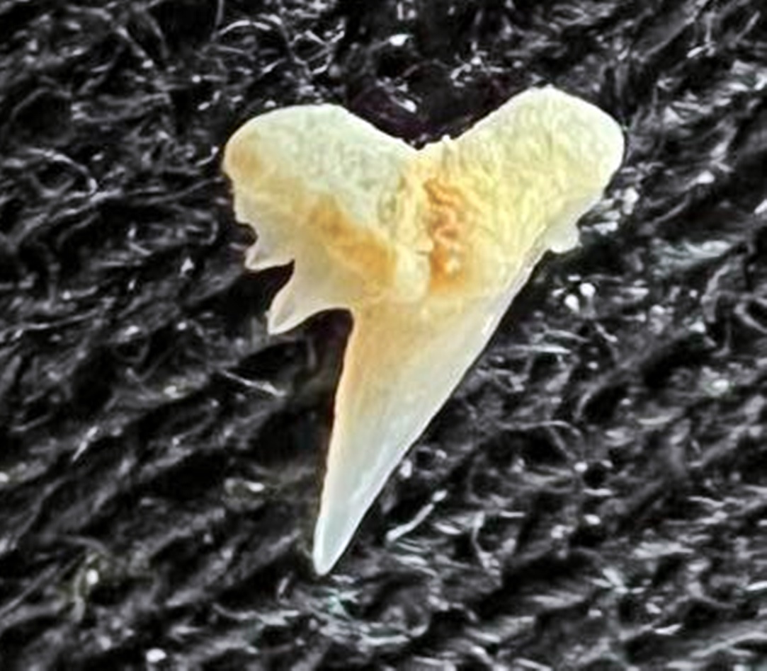 Shark tooth found in shale (middle eocene) Qatar - Fossil ID - The ...
