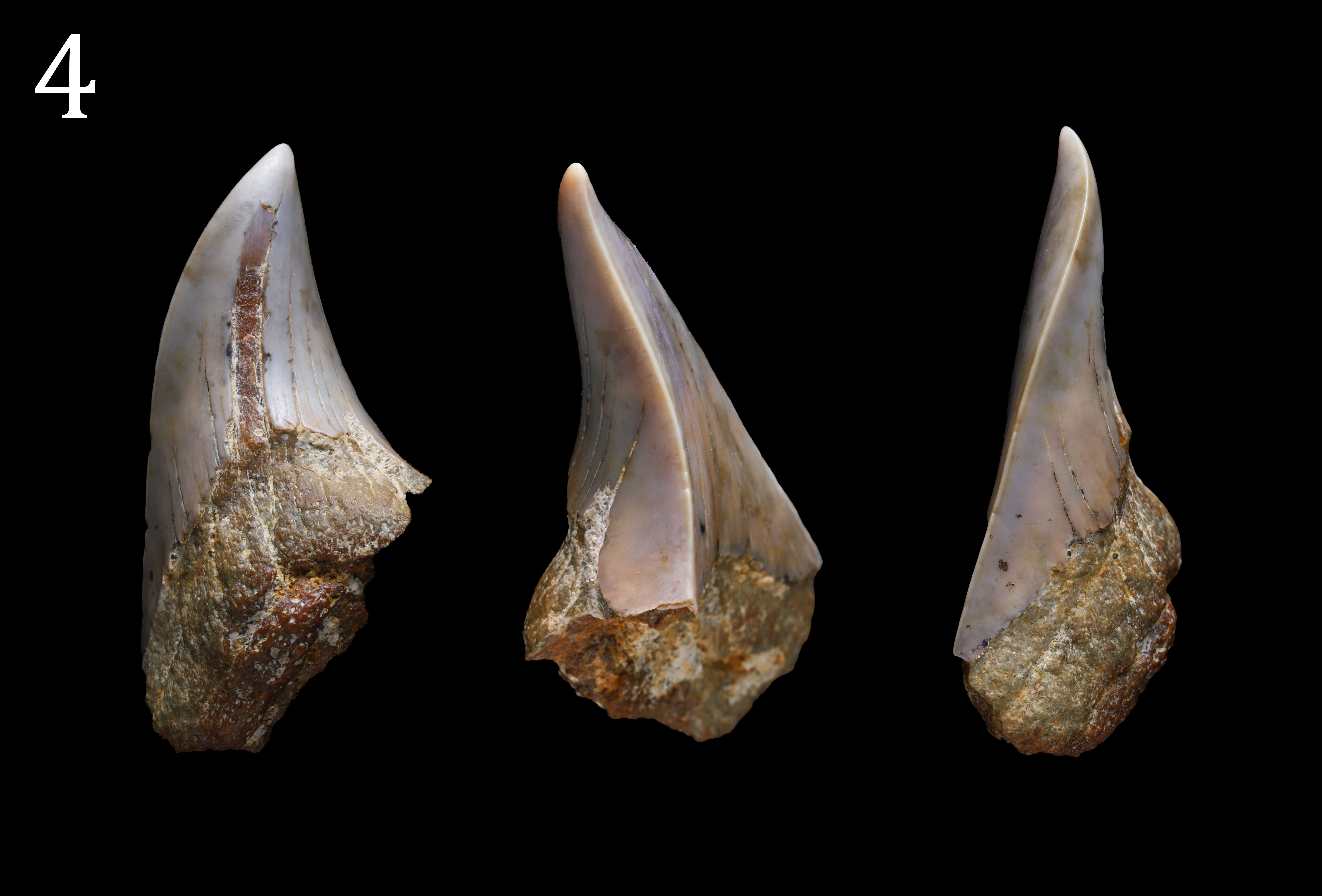 Miocene Shark Teeth, Poland - Fossil ID - The Fossil Forum