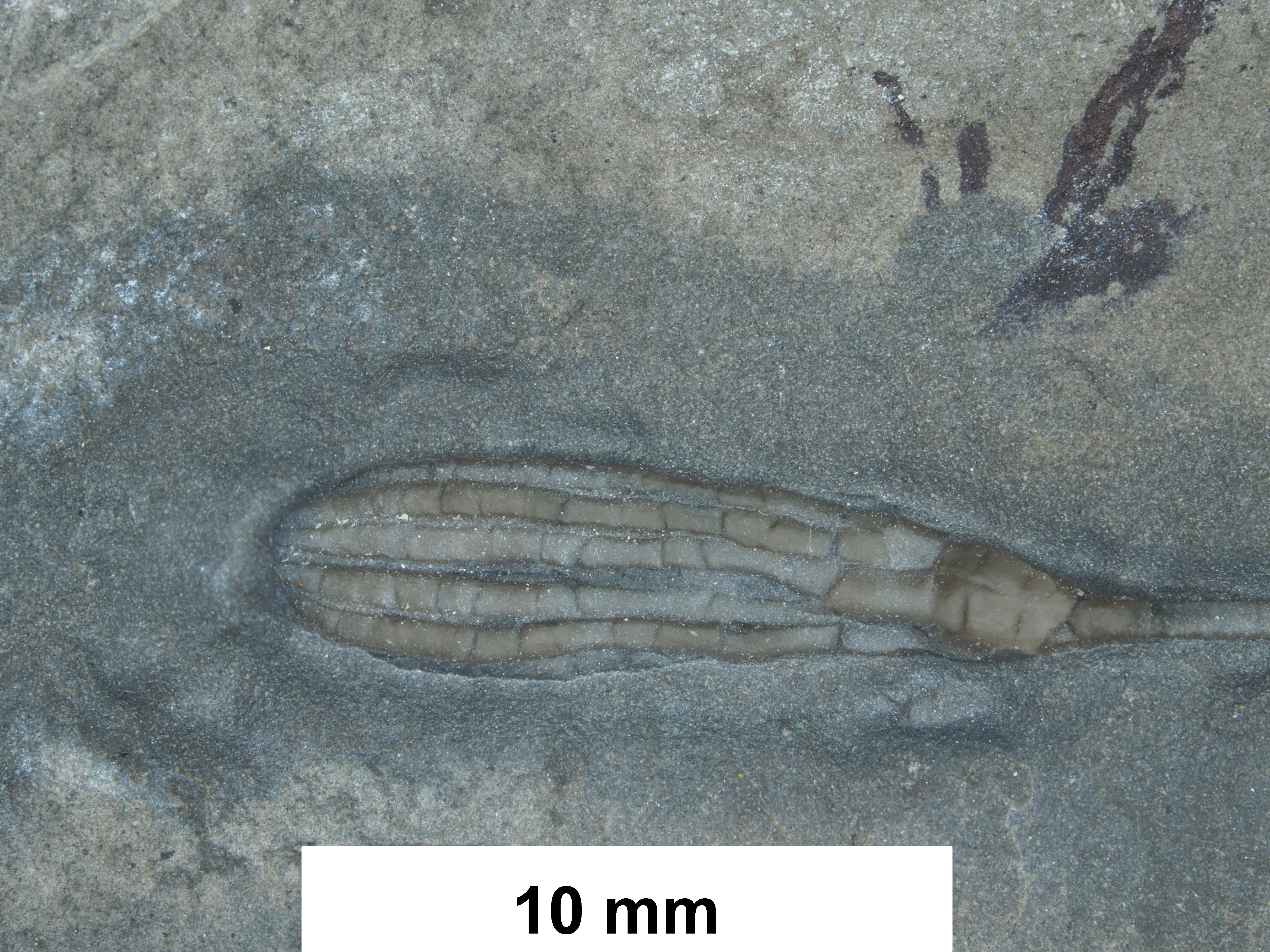 Ectenocrinus simplex Hall 1847 - Crinoids & Blastoids - The Fossil Forum