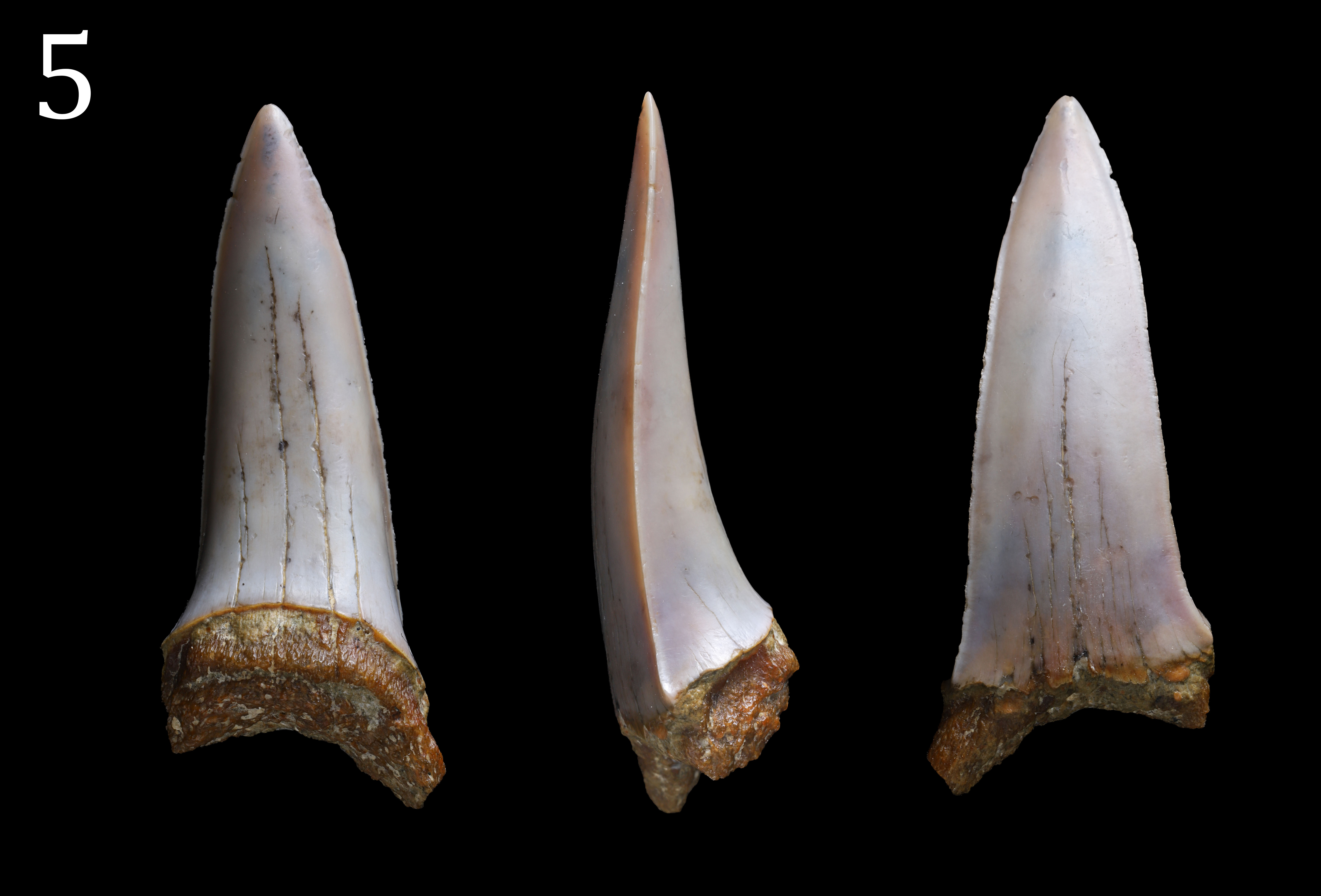 Miocene Shark Teeth, Poland - Fossil ID - The Fossil Forum