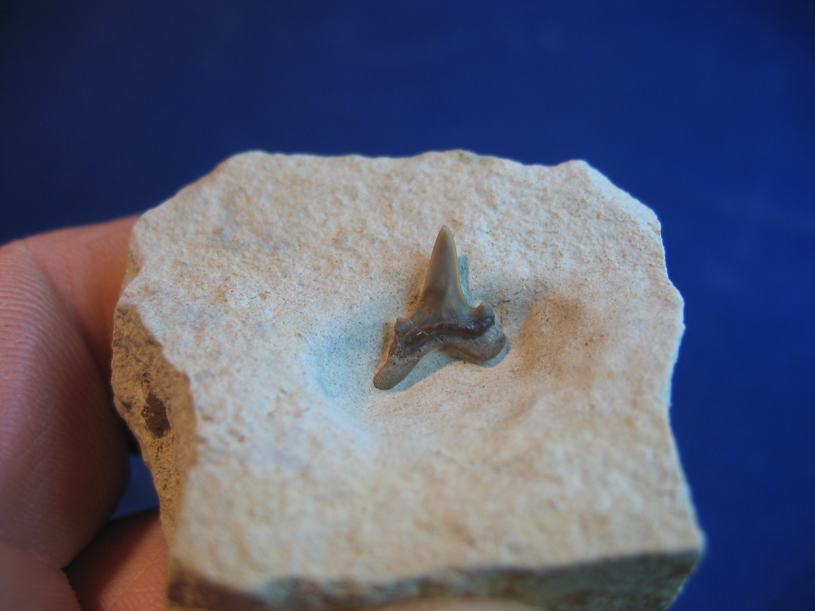 Campanian hunters and shark experts... have you seen this shark tooth ...