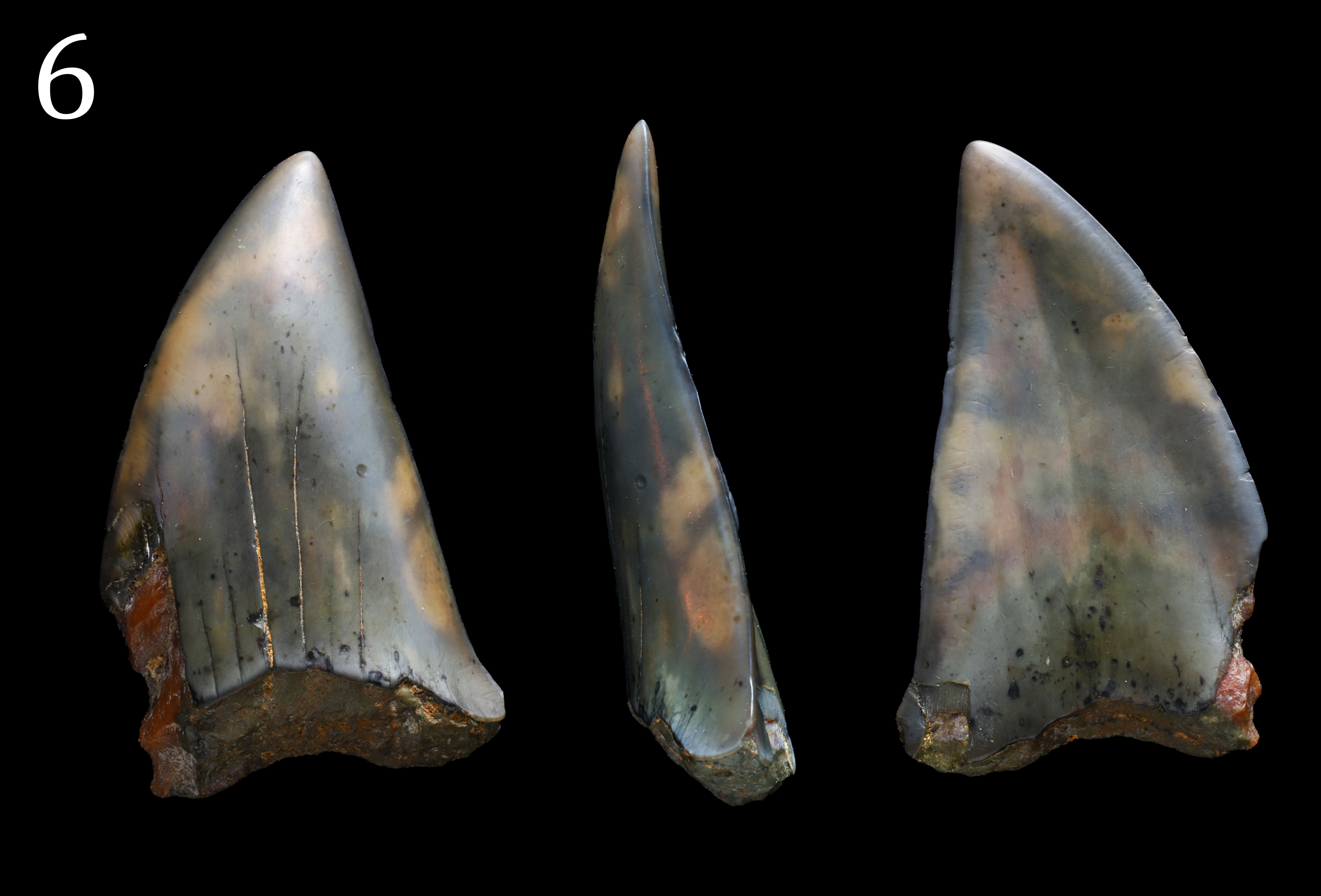 Miocene Shark Teeth, Poland - Fossil ID - The Fossil Forum