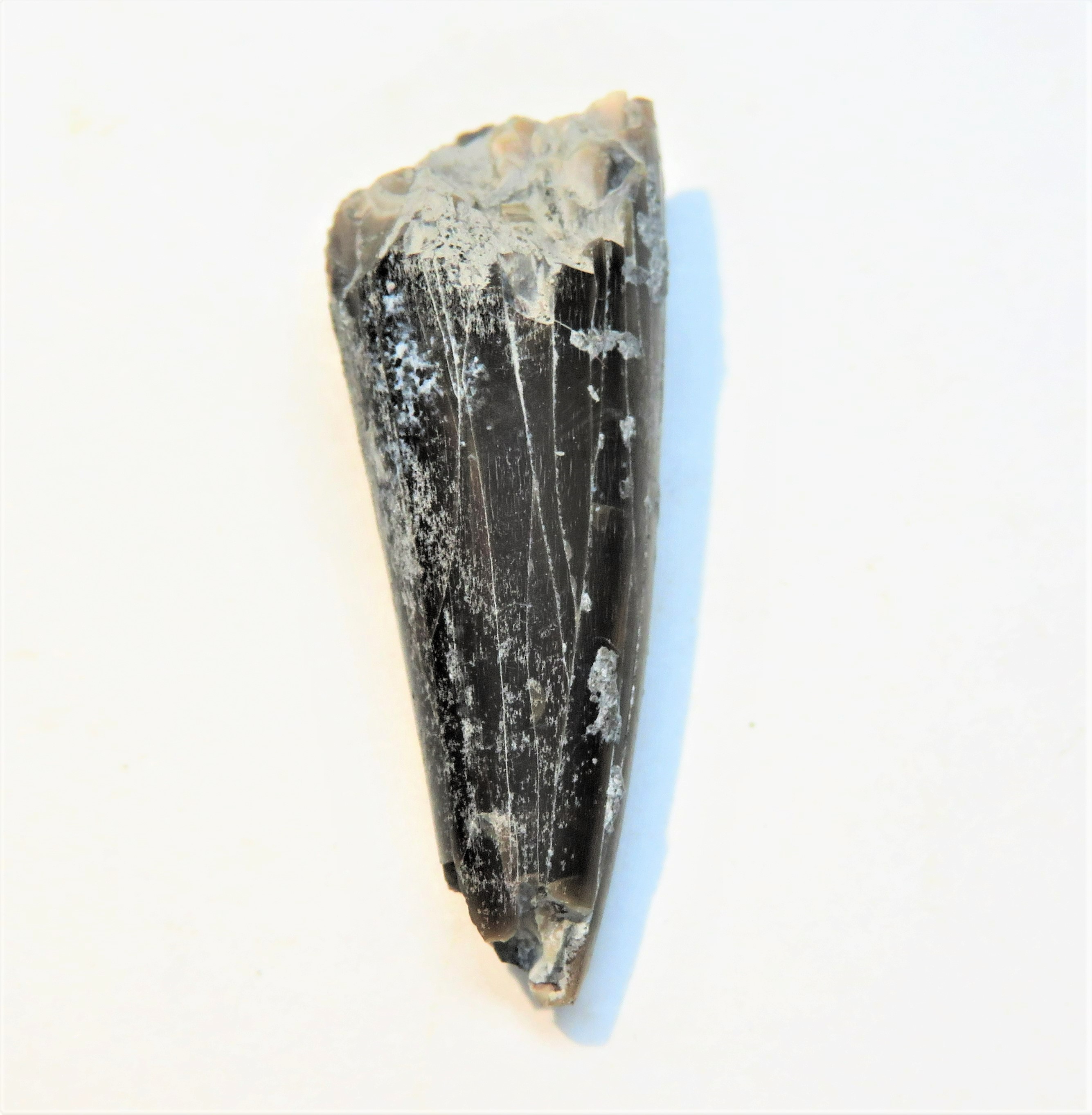 Fossil Goal Achieved! Plesiosaur Tooth! Ash Grove Quarry Field Trip ...