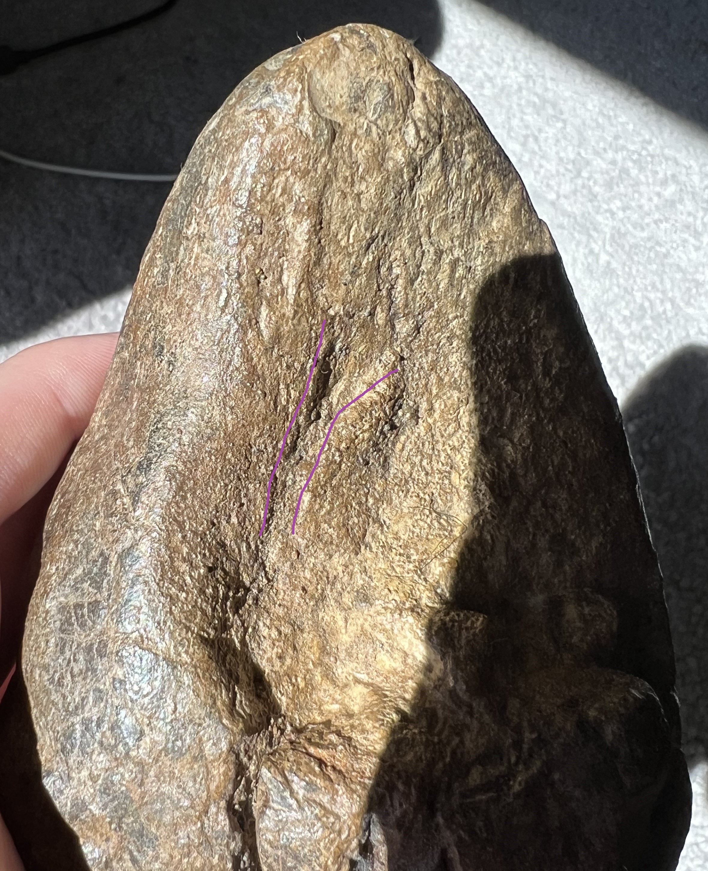Partial Ceratopsian horn with T-Rex Bite Marks? - Fossil ID - The ...
