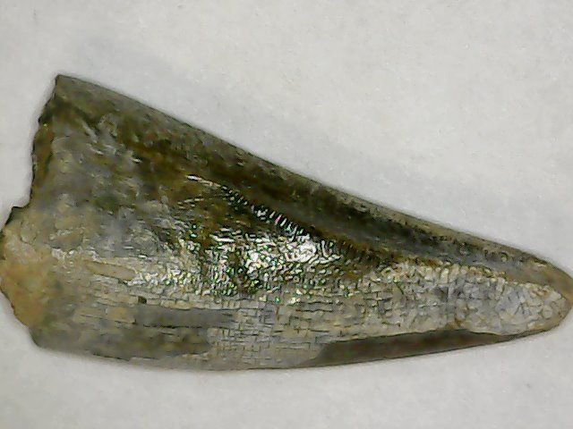 Lance Formation Tyrannosaur Tooth - Fossil ID - The Fossil Forum
