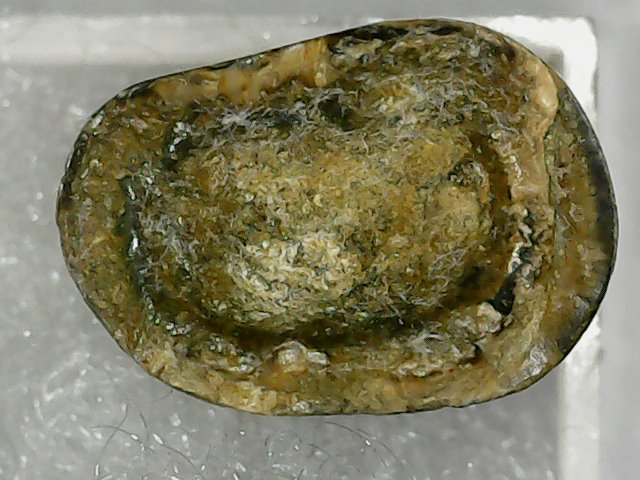 Lance Formation Tyrannosaur Tooth - Fossil ID - The Fossil Forum