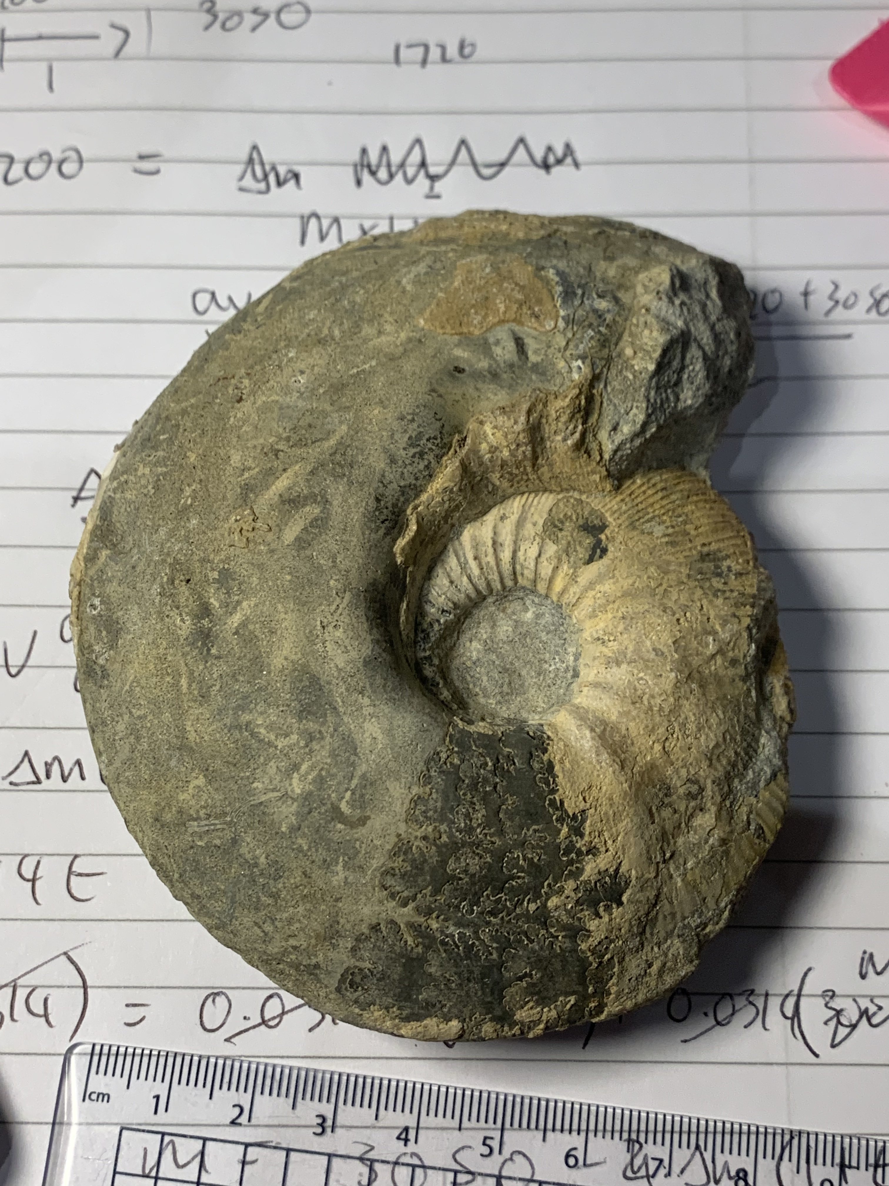 Ammonite - Fossil ID - The Fossil Forum