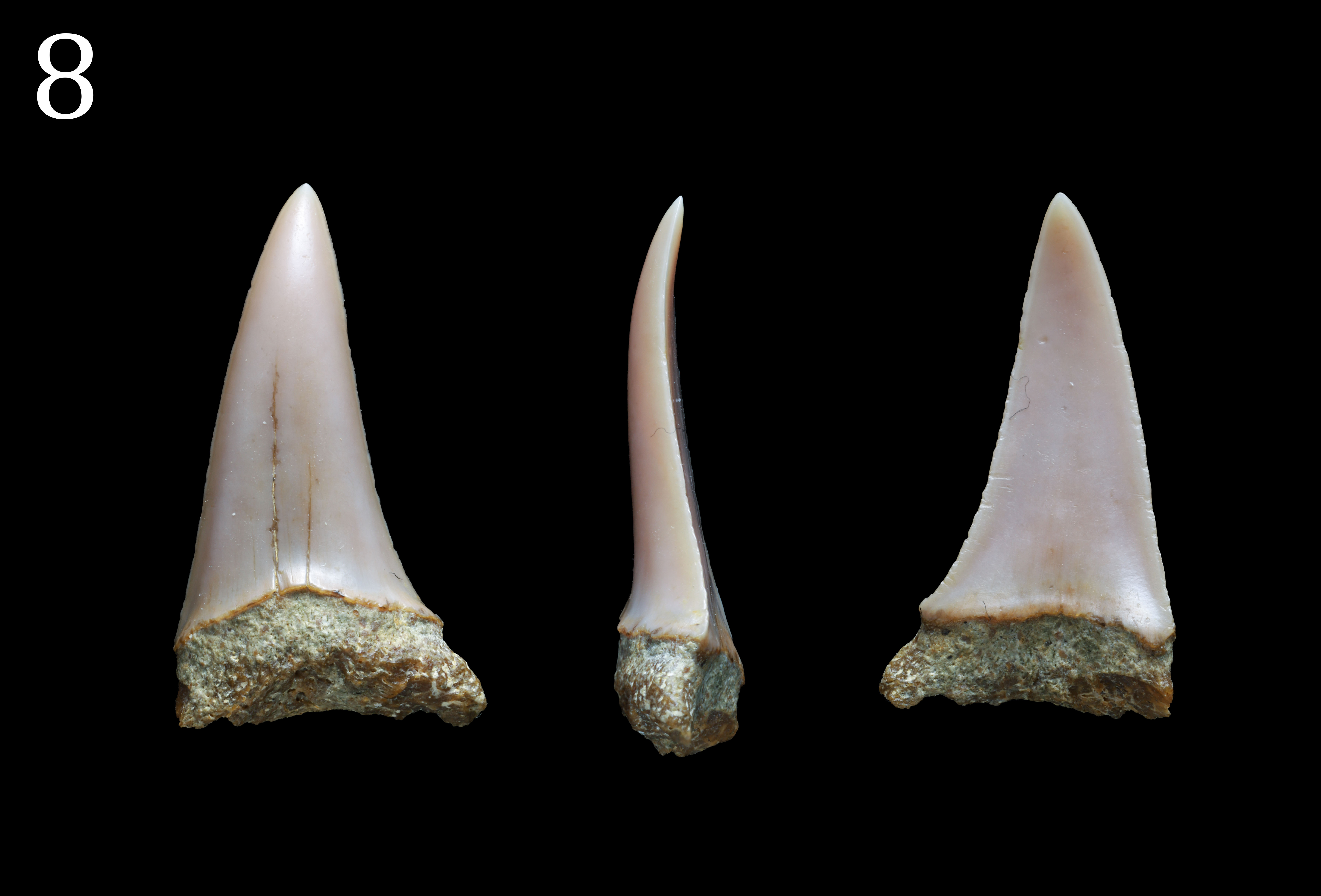 Miocene Shark Teeth, Poland - Fossil ID - The Fossil Forum