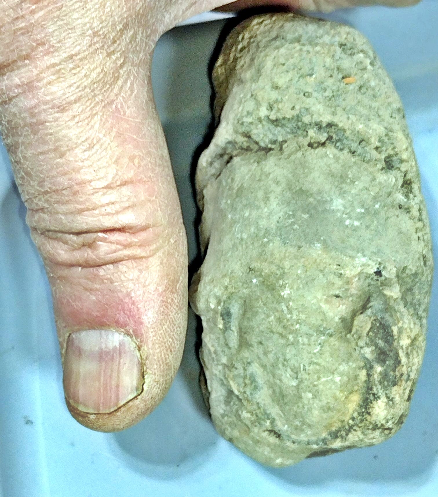 Looking For Opinions On What I Believe Is A Petrified Finger - Fossil ...