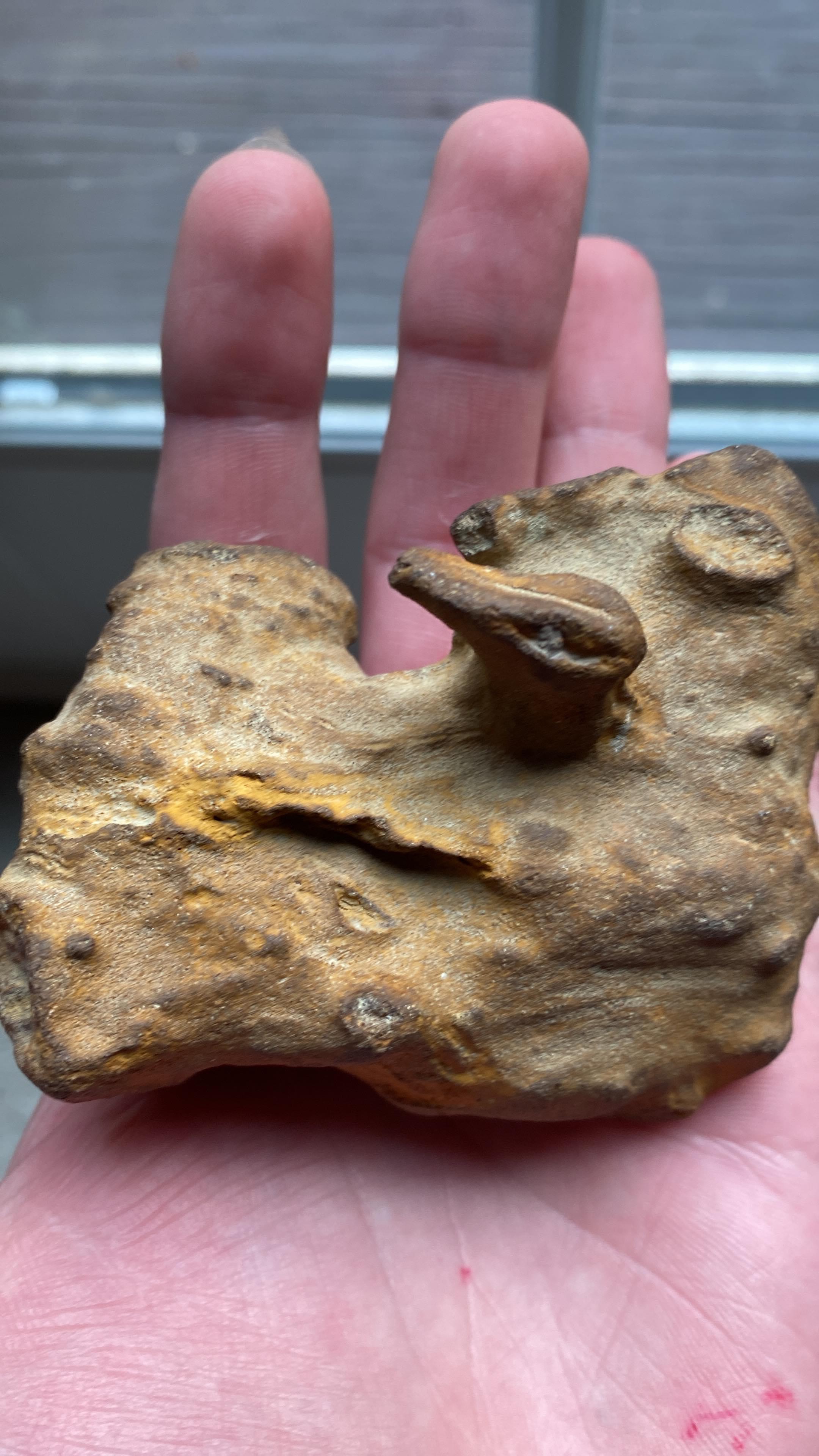 Calvert Cliffs Whale/Porpoise Bone? - Fossil ID - The Fossil Forum