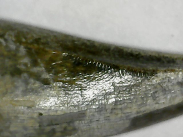 Lance Formation Tyrannosaur Tooth - Fossil ID - The Fossil Forum