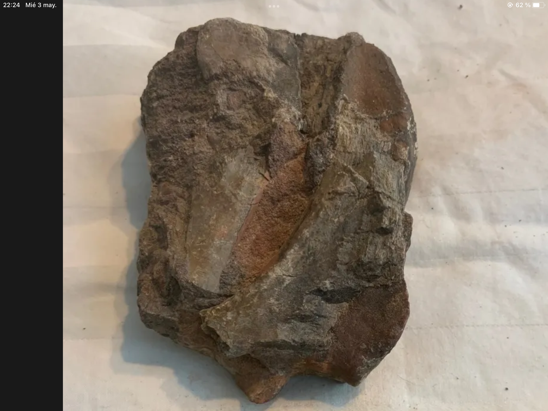 Allosaurus ribs or not? - Fossil ID - The Fossil Forum