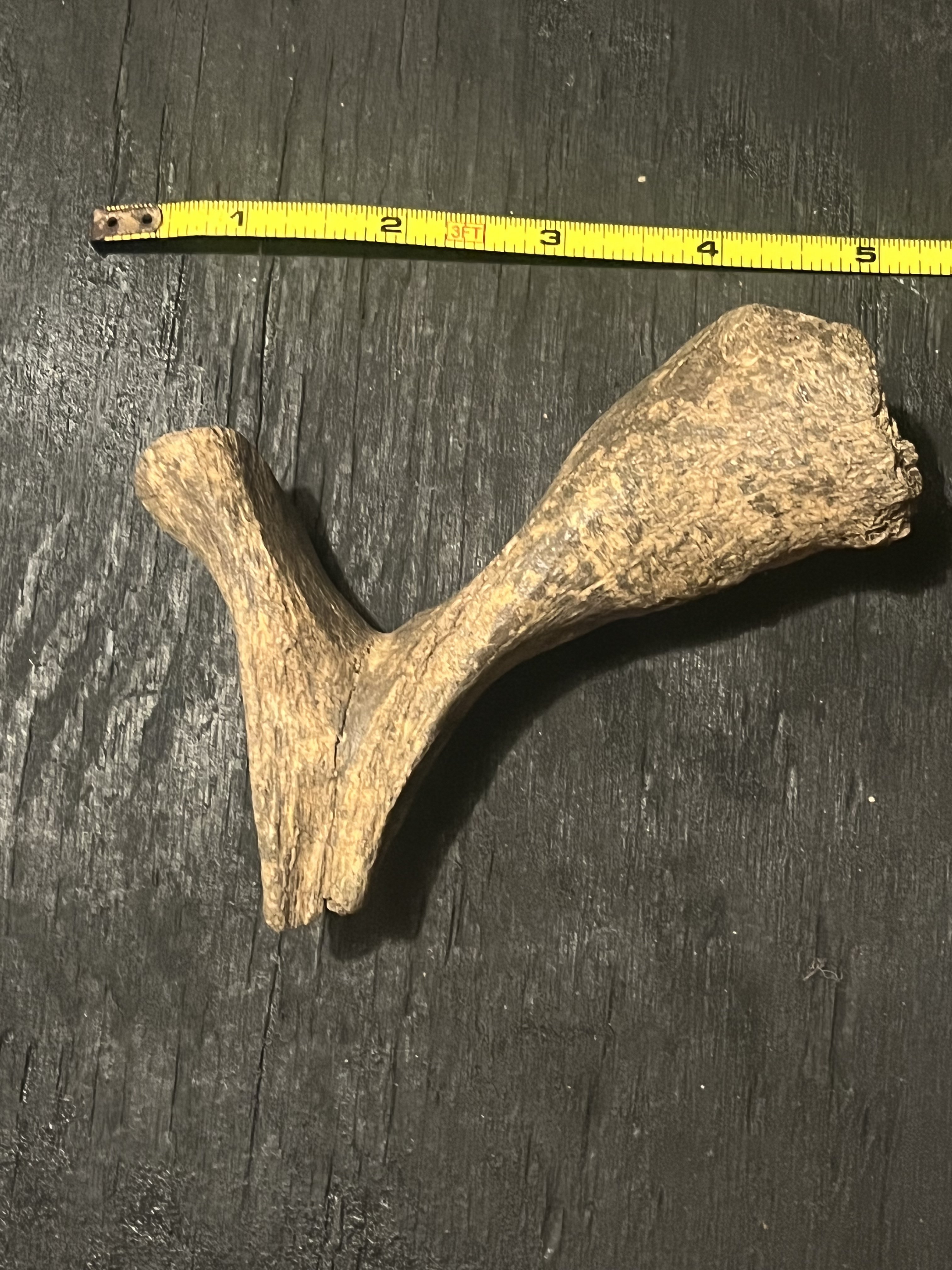 Fossilized bone identification - Fossil ID - The Fossil Forum