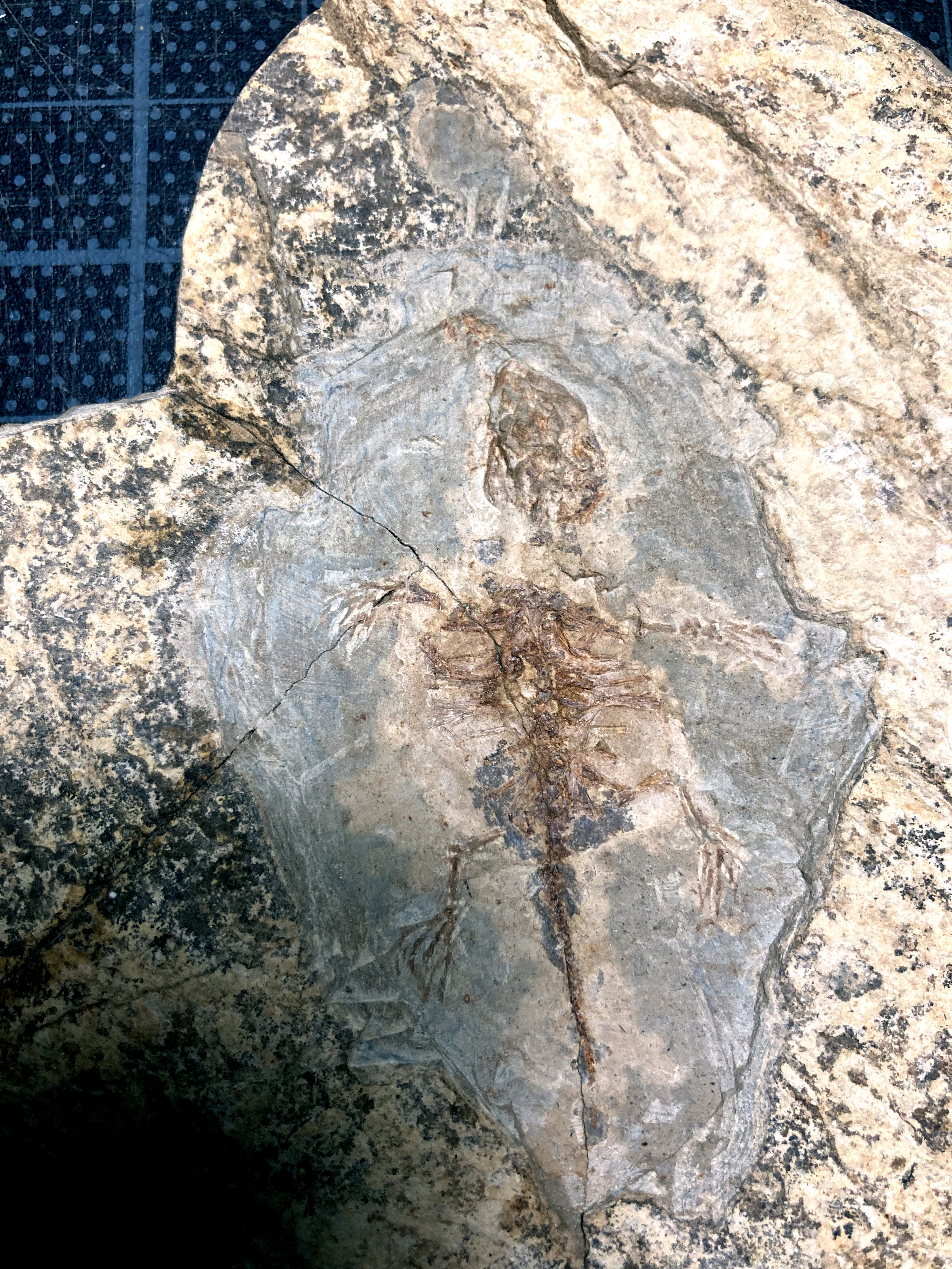 Baby turtle fossil - Fossil ID - The Fossil Forum