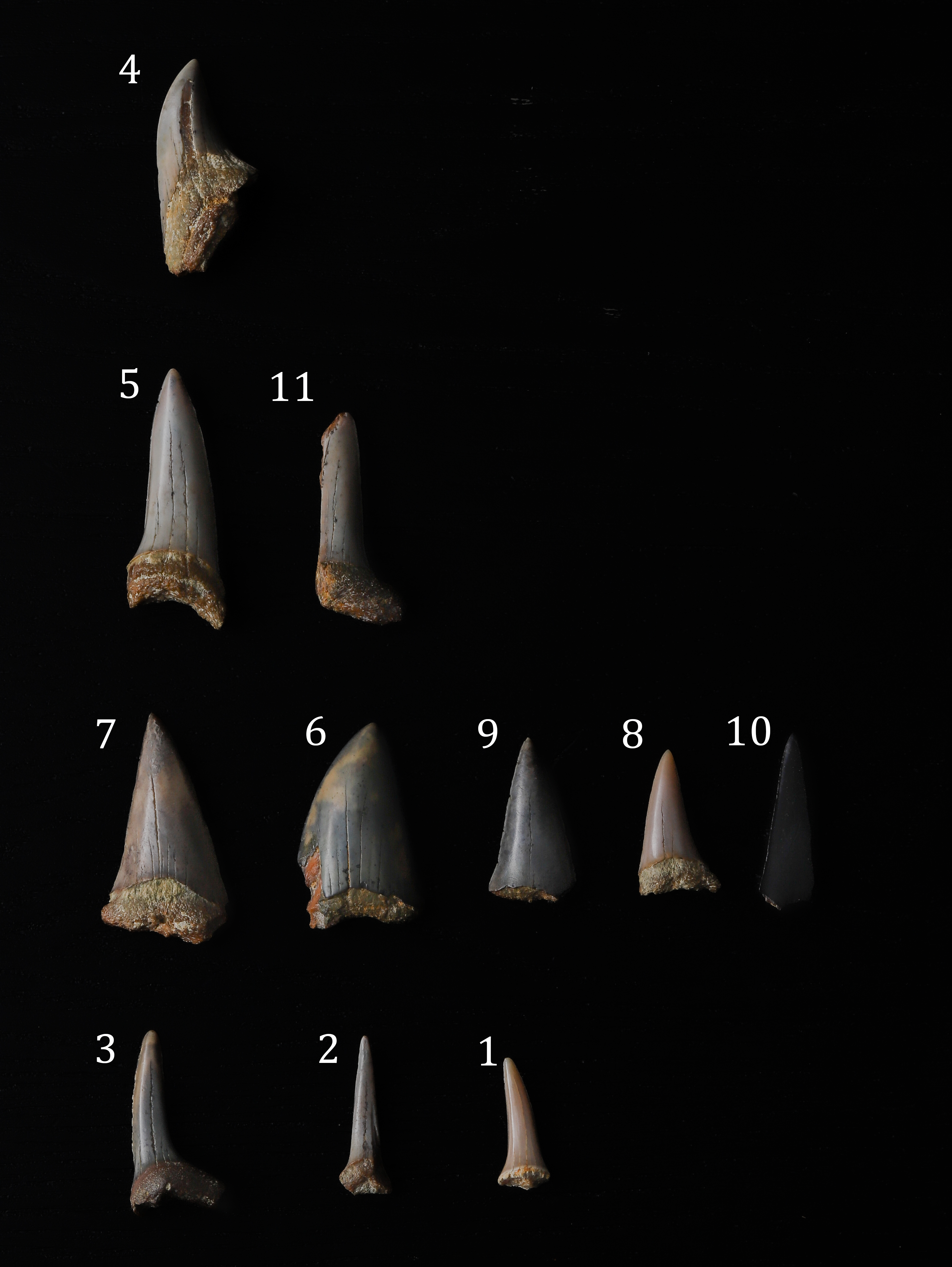 Miocene Shark Teeth, Poland - Fossil ID - The Fossil Forum