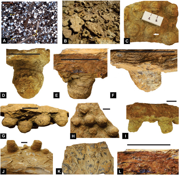 Catskill Fm. Ichnofossil or geologic? - Fossil ID - The Fossil Forum