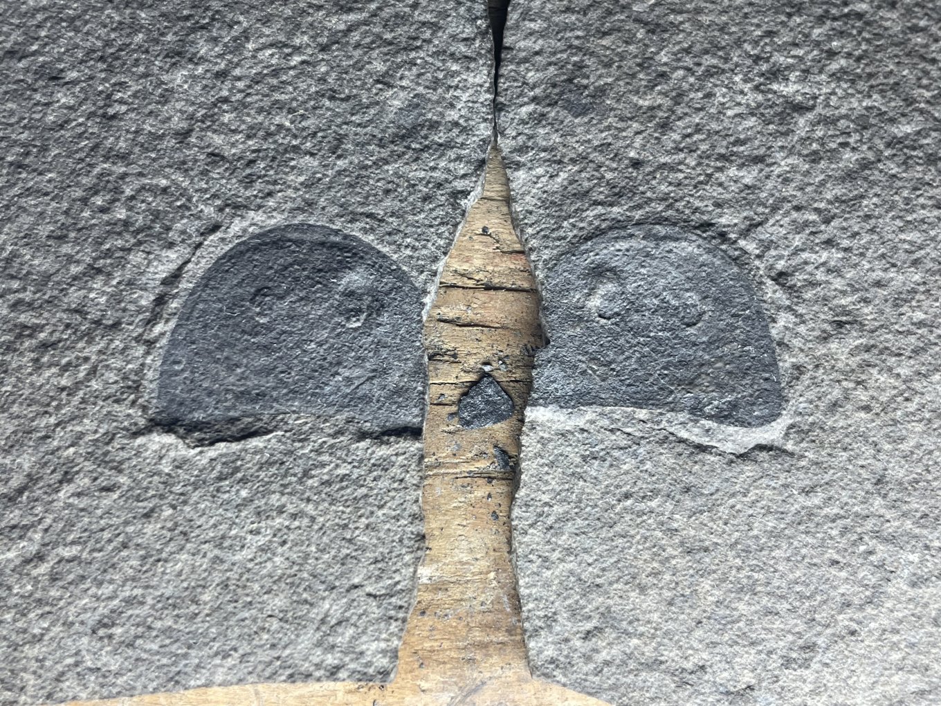 More Devonian Eurypterids in Pennsylvania. - Fossil Hunting Trips - The ...