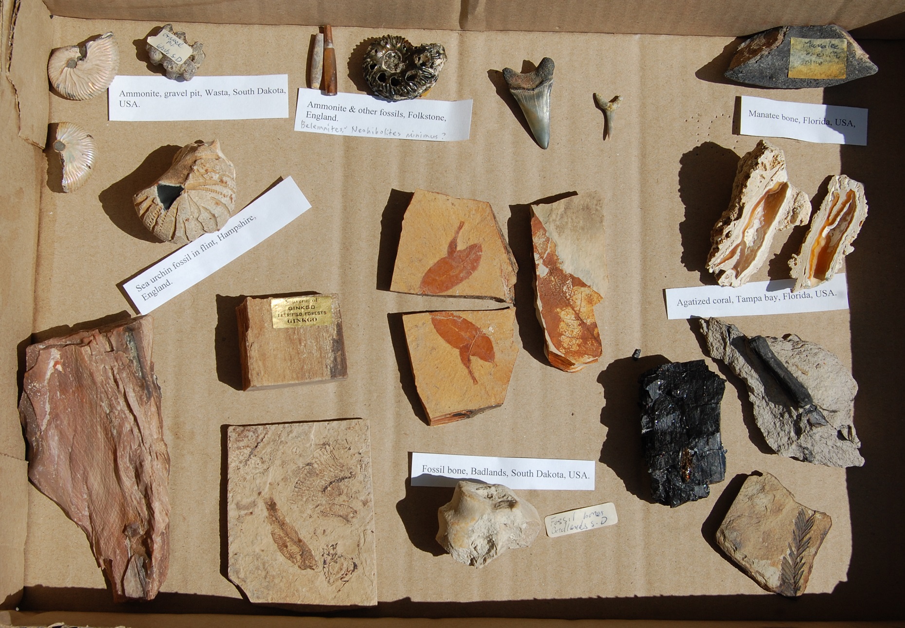 Acquired a collection - Member Collections - The Fossil Forum
