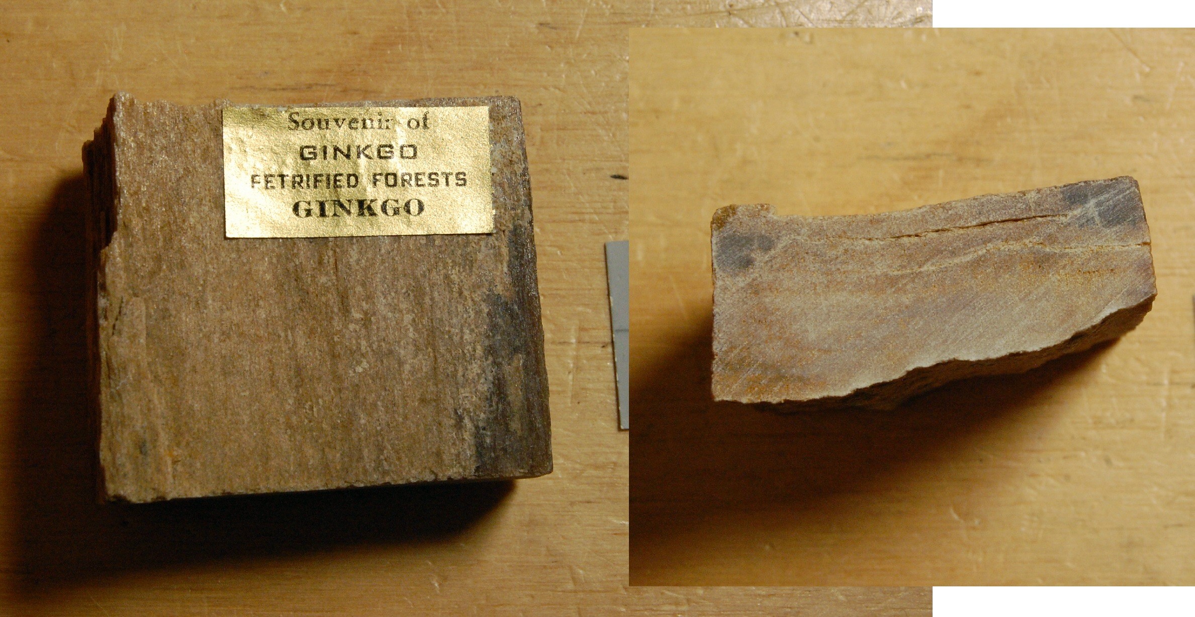 Acquired a collection - Member Collections - The Fossil Forum