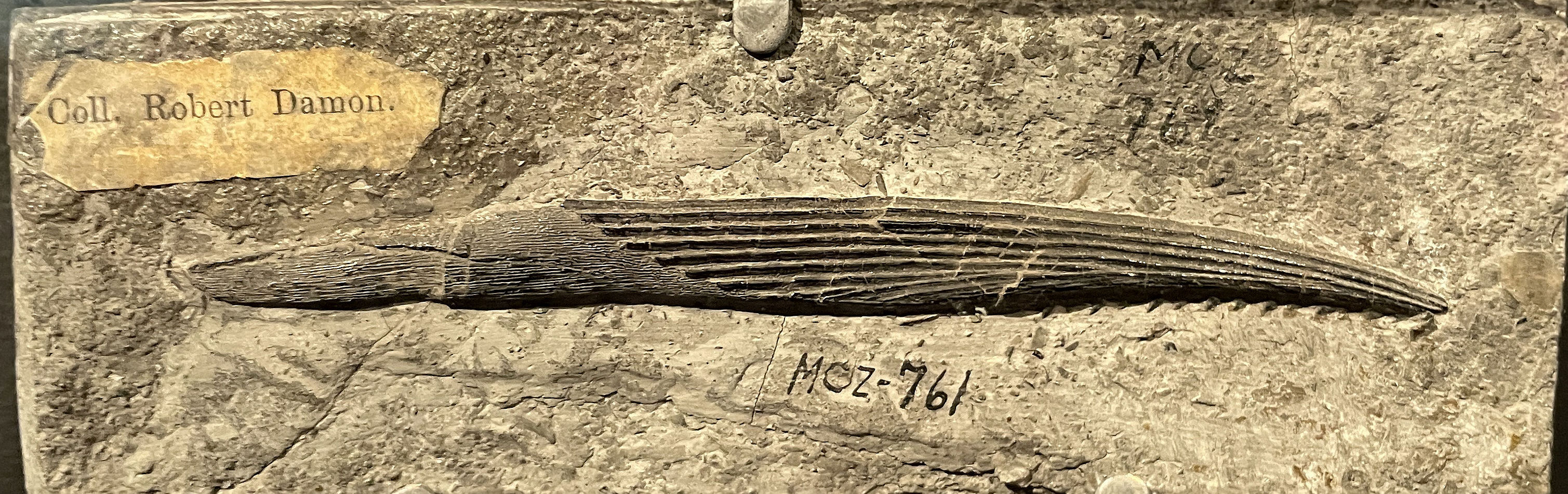 What could this be? - Fossil ID - The Fossil Forum