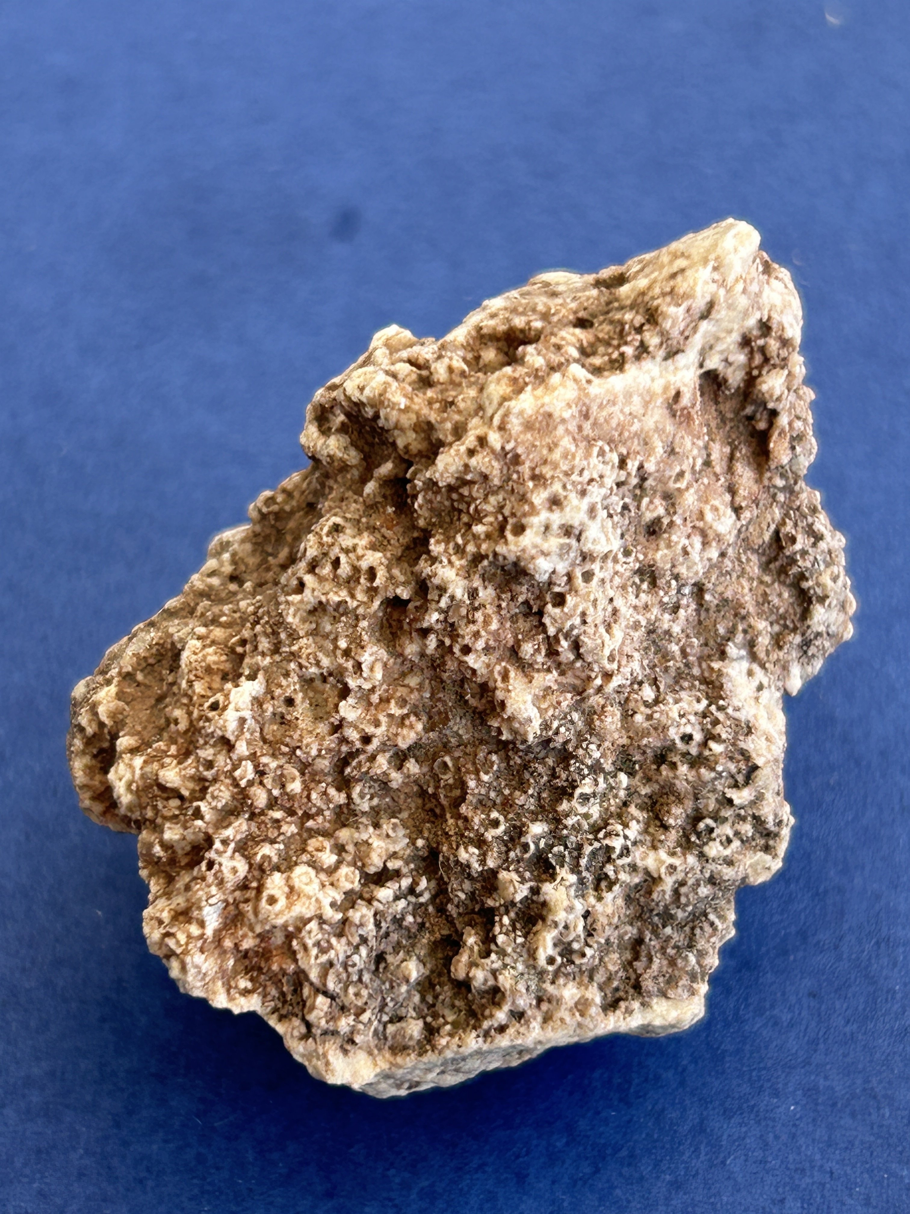 Fossil identification - Fossil ID - The Fossil Forum