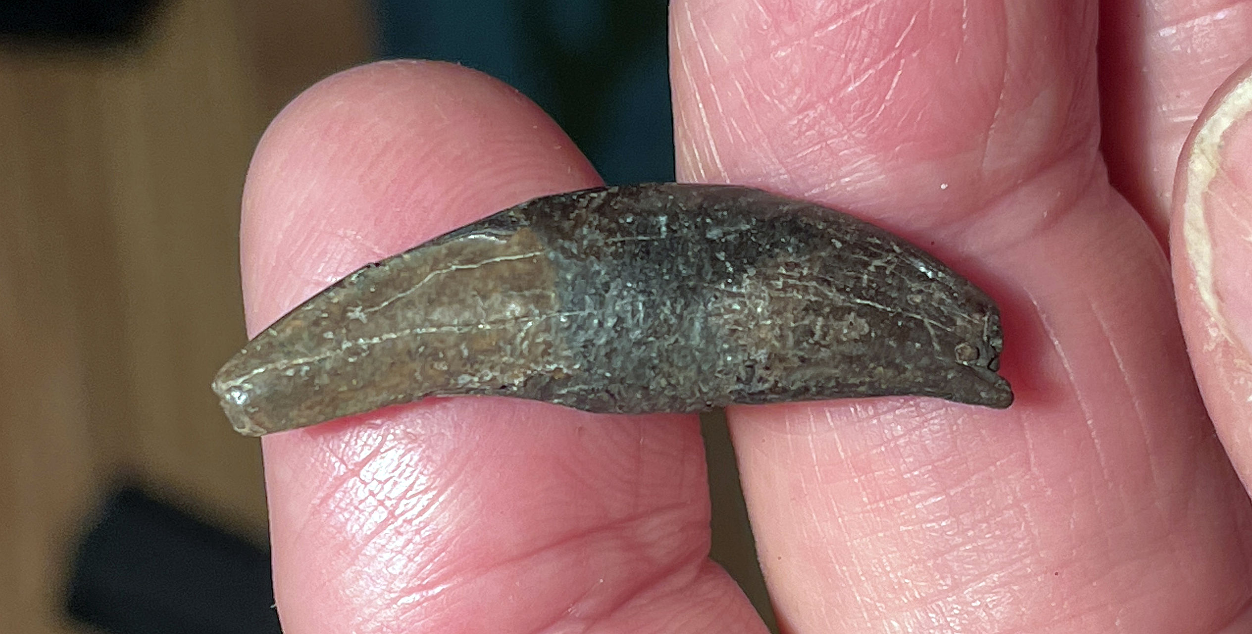 6 canines, 1 incisor - Fossil ID - The Fossil Forum